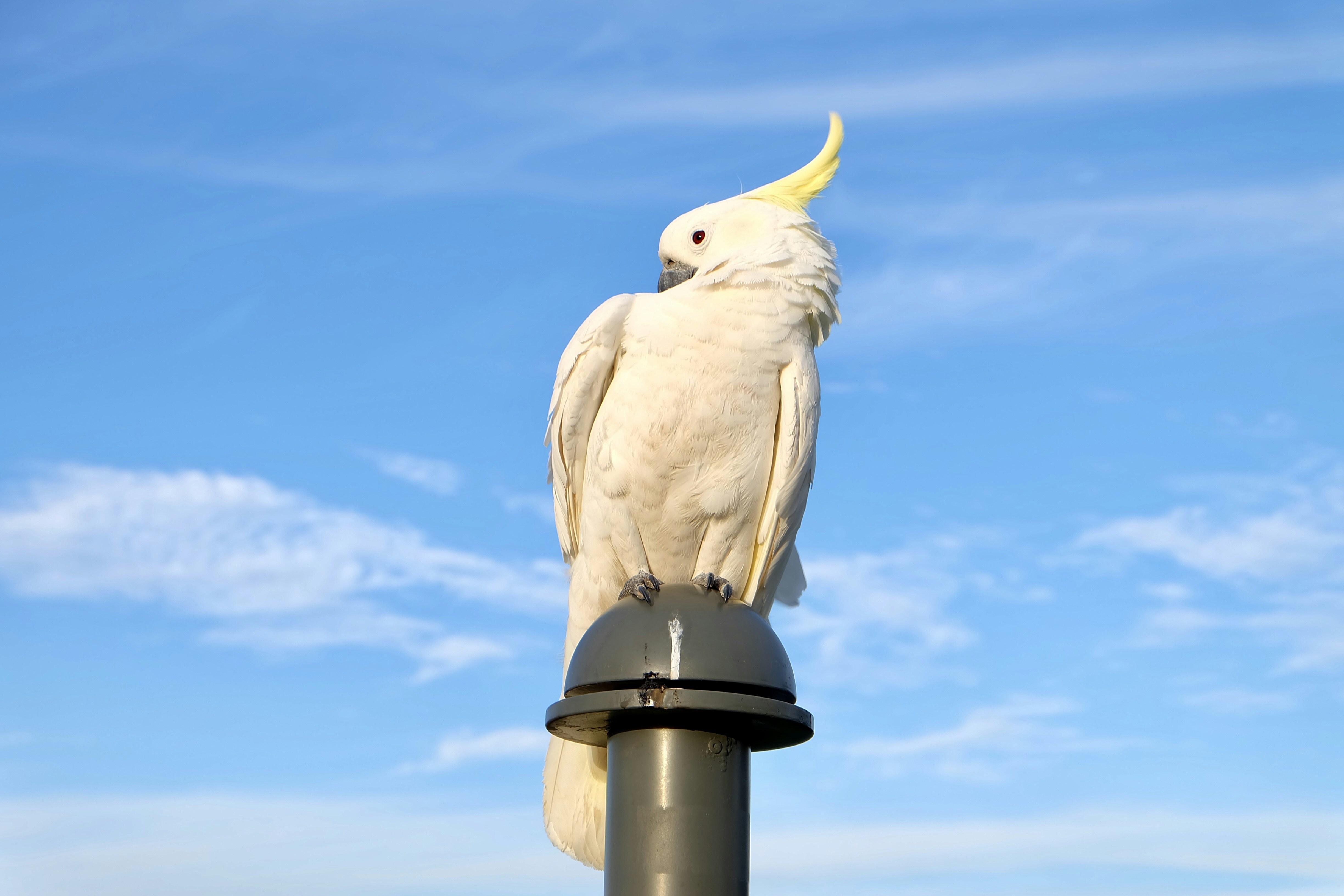 White cockatoo perched confidently on a pole against a bright blue sky, showcasing its distinctive crest. 