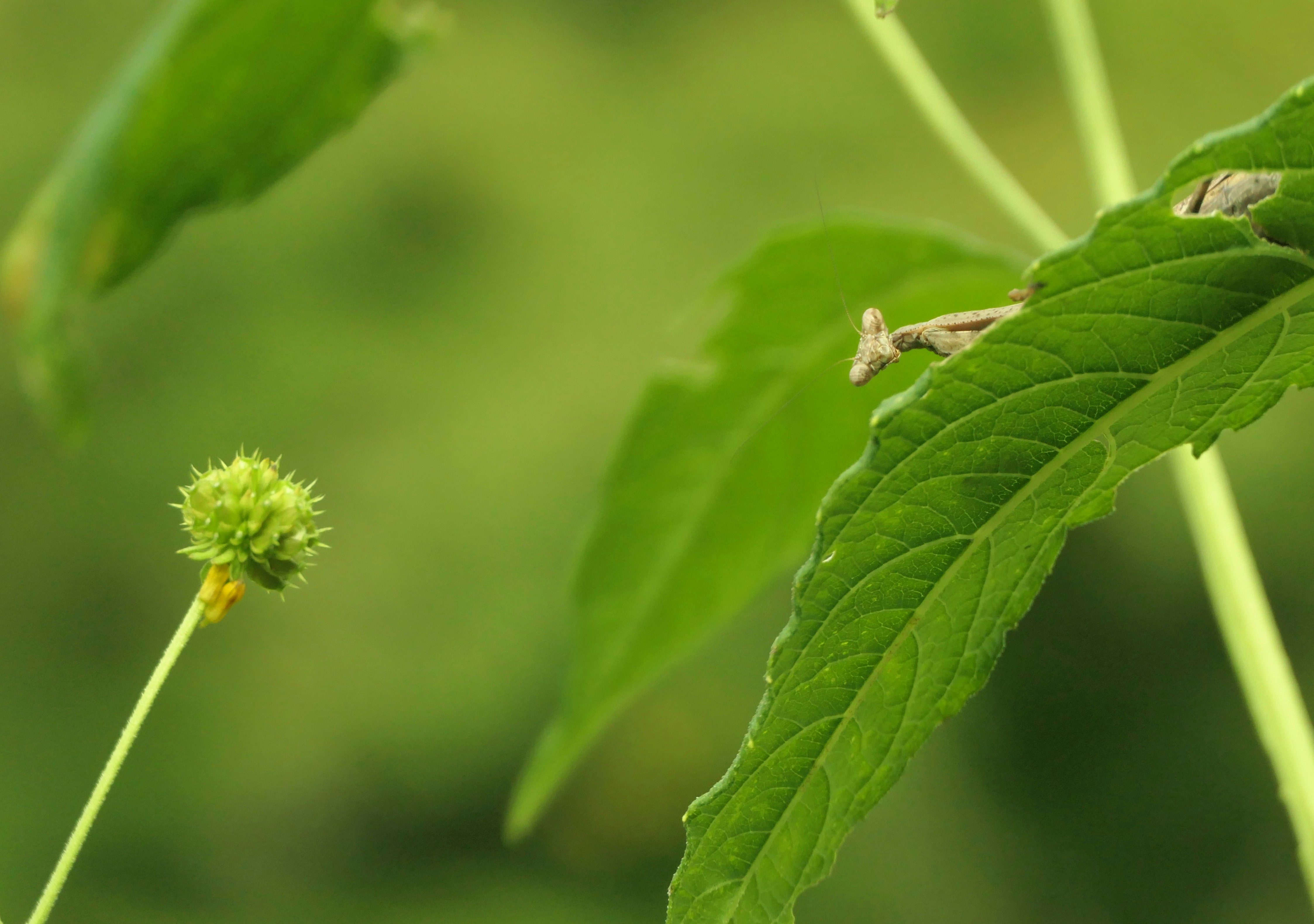 Close-up view of a vibrant green leaf with a small, spiky bud nearby, showcasing the intricate textures and natural beauty of foliage.