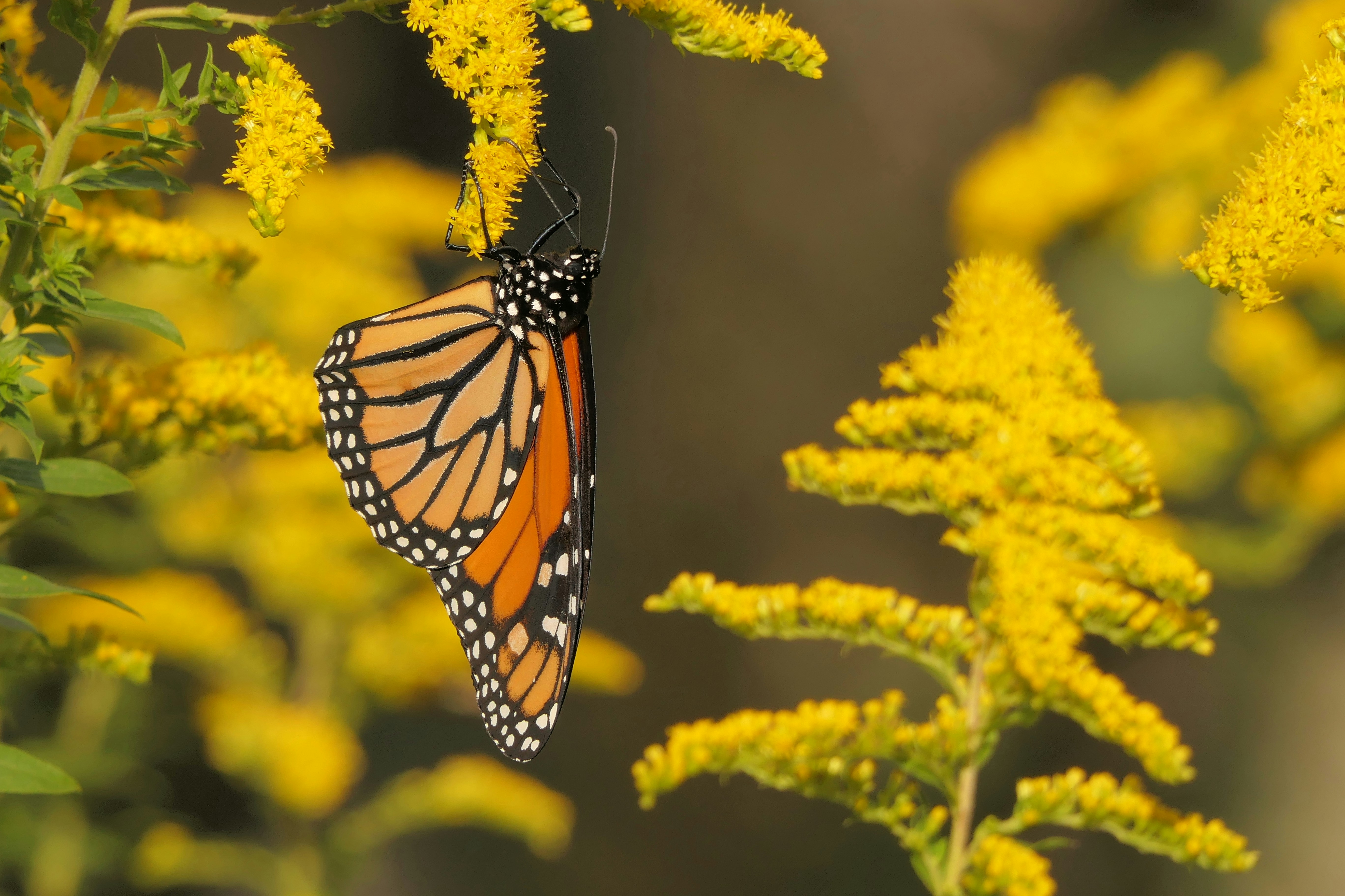 Monarch butterfly perched on yellow flower in close up photography ...