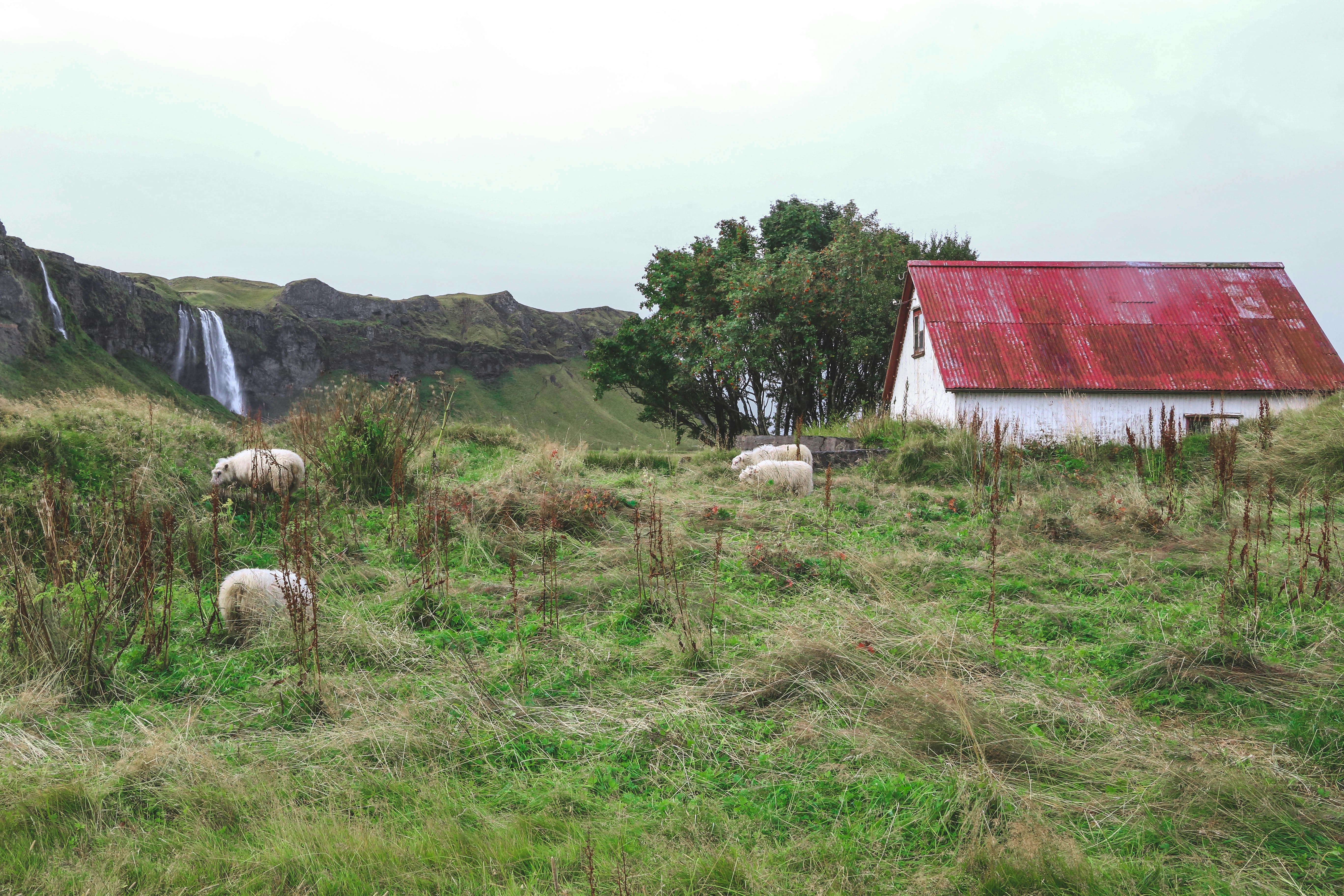 Sheep grazing peacefully in a lush green field near a rustic farmhouse, with a waterfall cascading in the background.