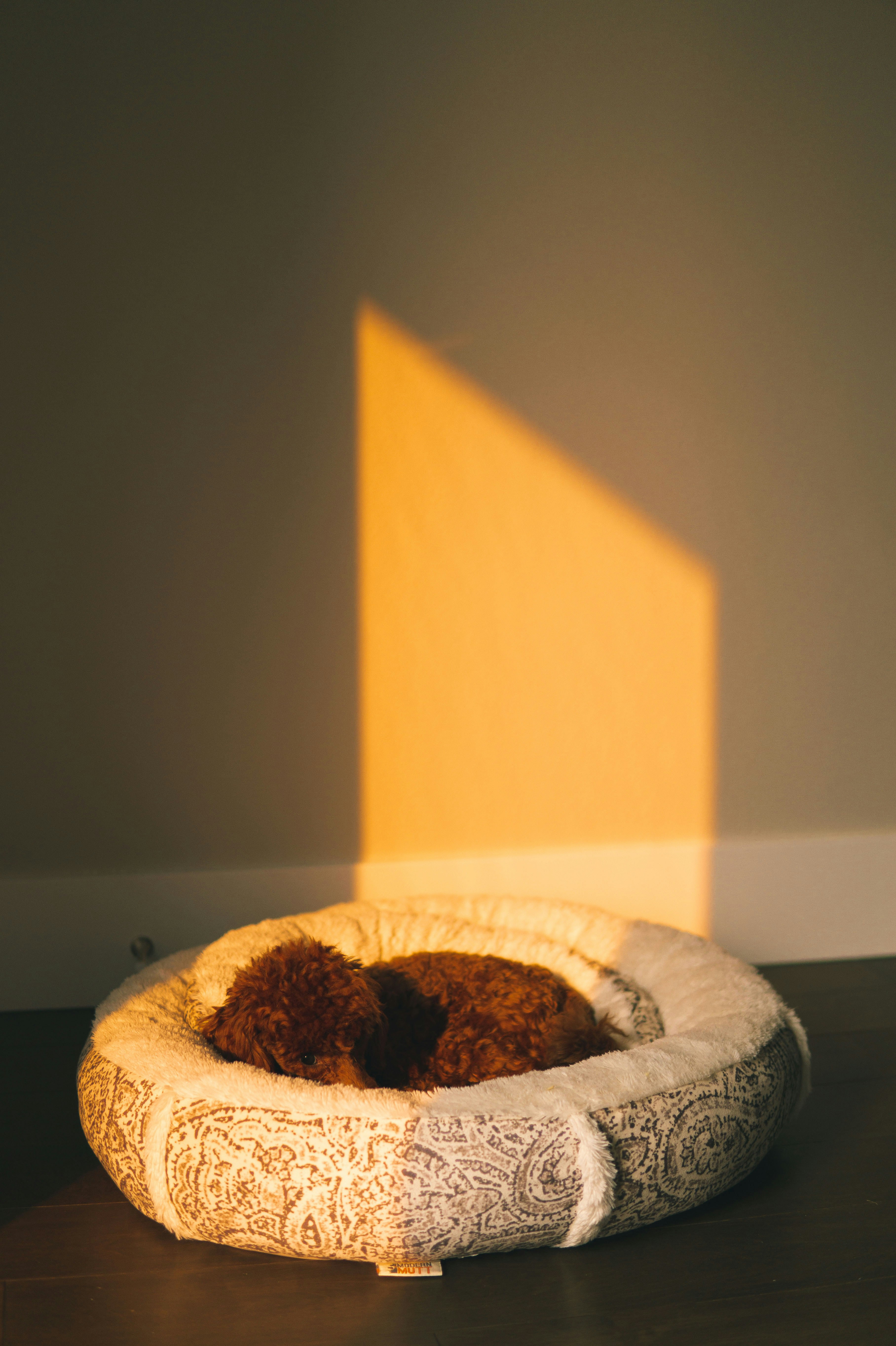 Brown dog curled in a patterned round bed as a warm orange rectangular light casts across the wall.