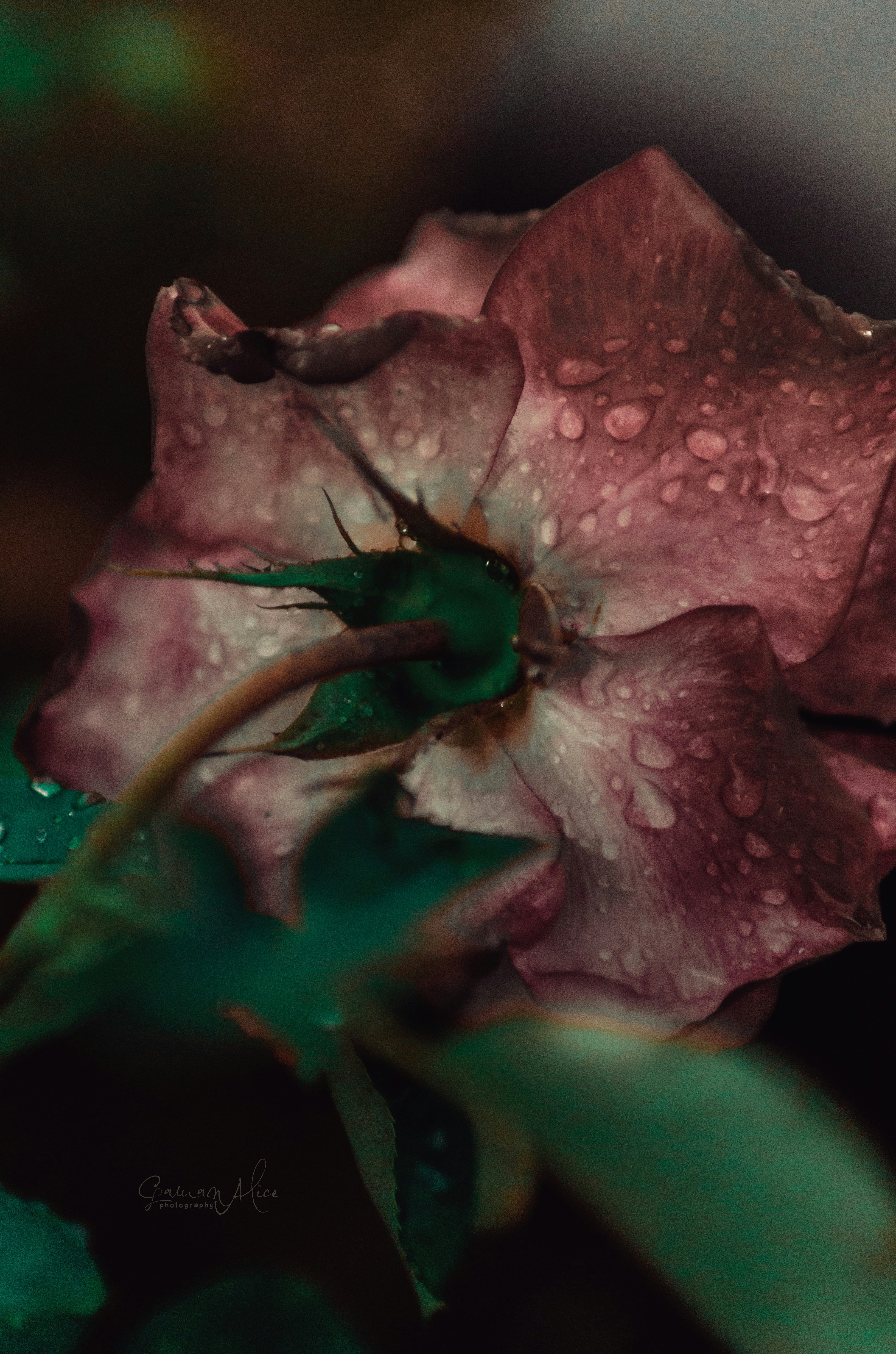 Dew-Kissed Velvet Rose: A Close-Up Study of Petals and Light