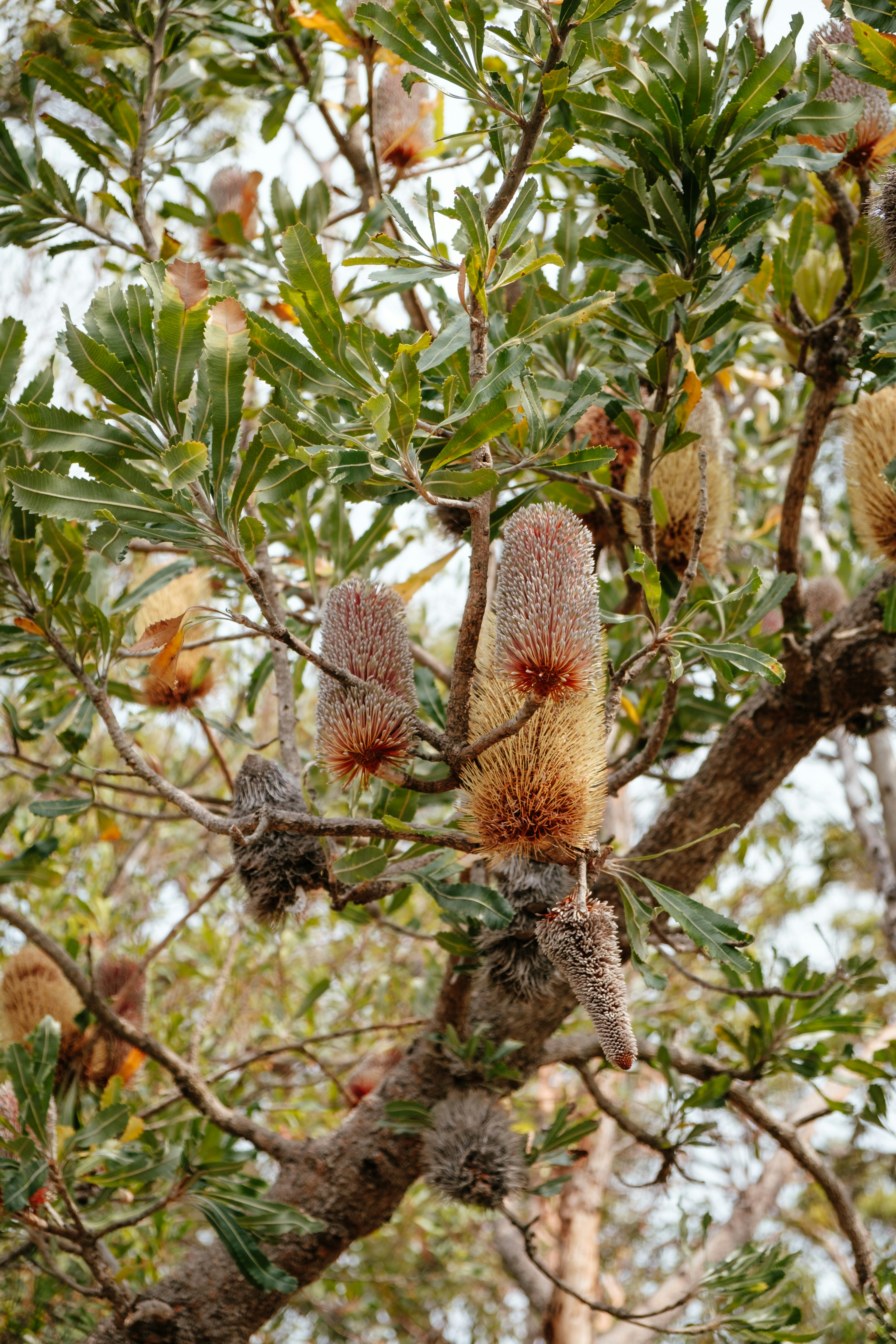 Close-up of Banksia flowers and leaves on a tree, showcasing their unique textures and colors. The natural arrangement highlights the beauty of Australian flora.