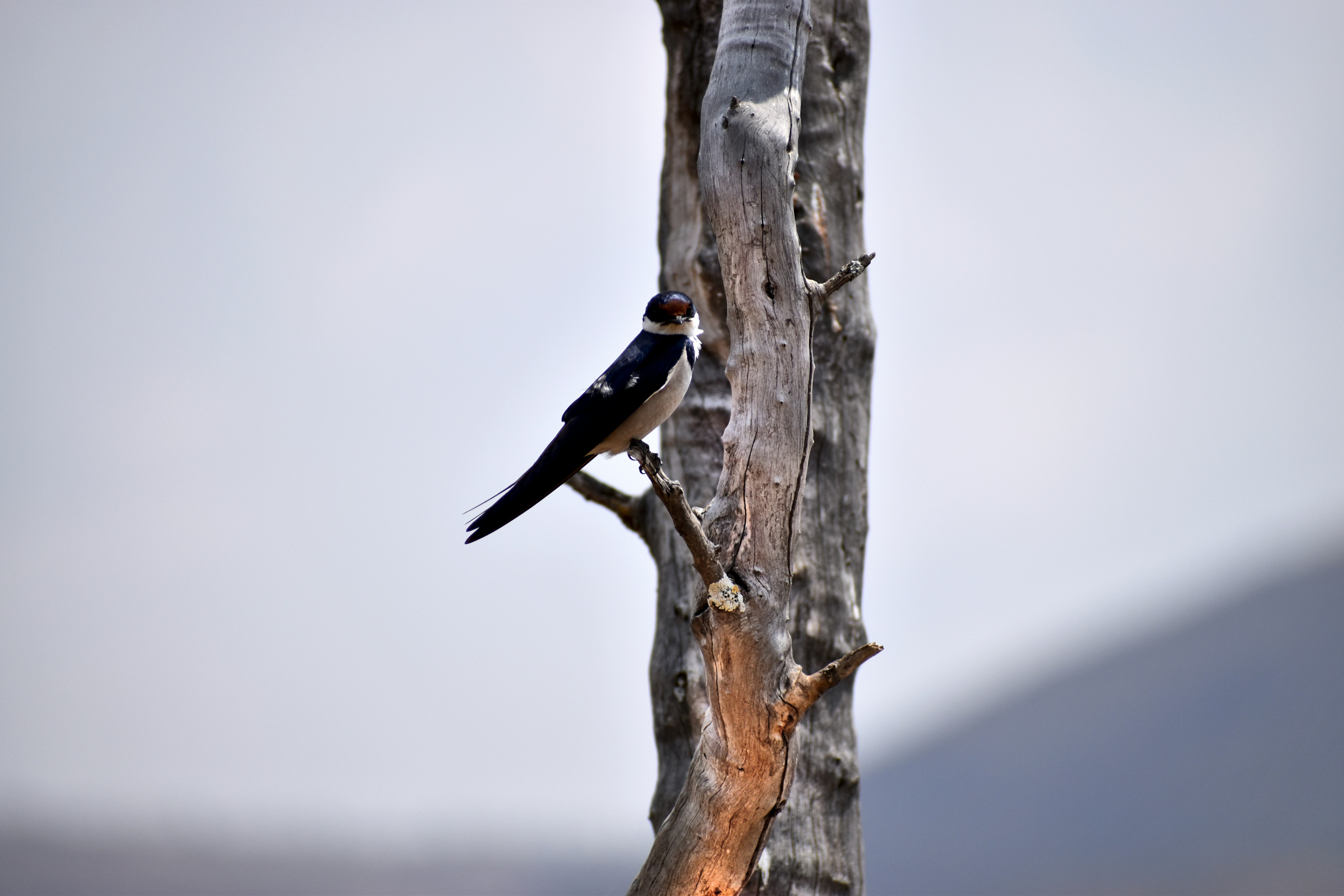 Lone swallow on a weathered trunk against a muted horizon