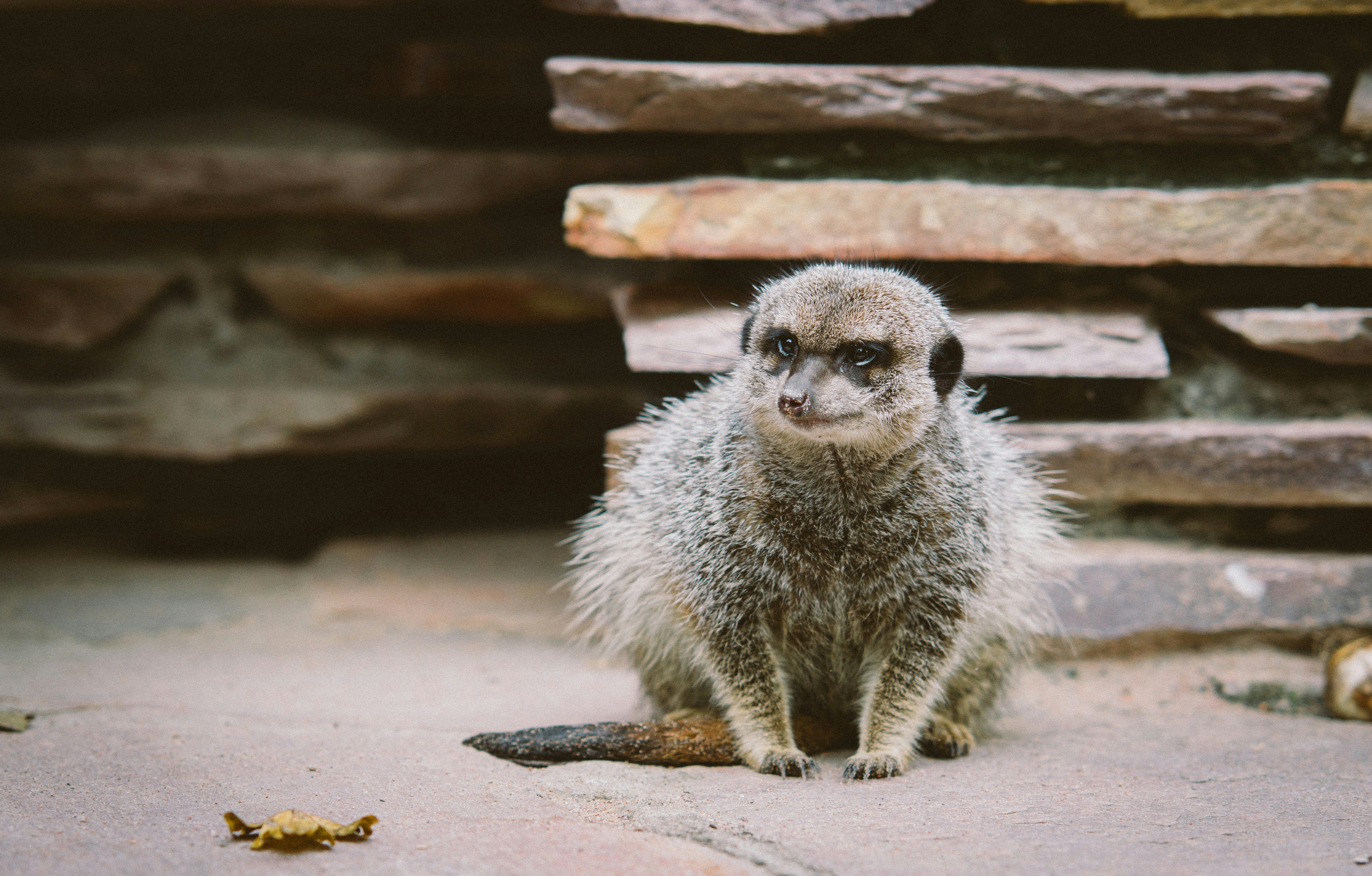 A young meerkat sits upright on a concrete surface with stacked wooden planks in the background, captured with a shallow depth of field to emphasize its expressive face.