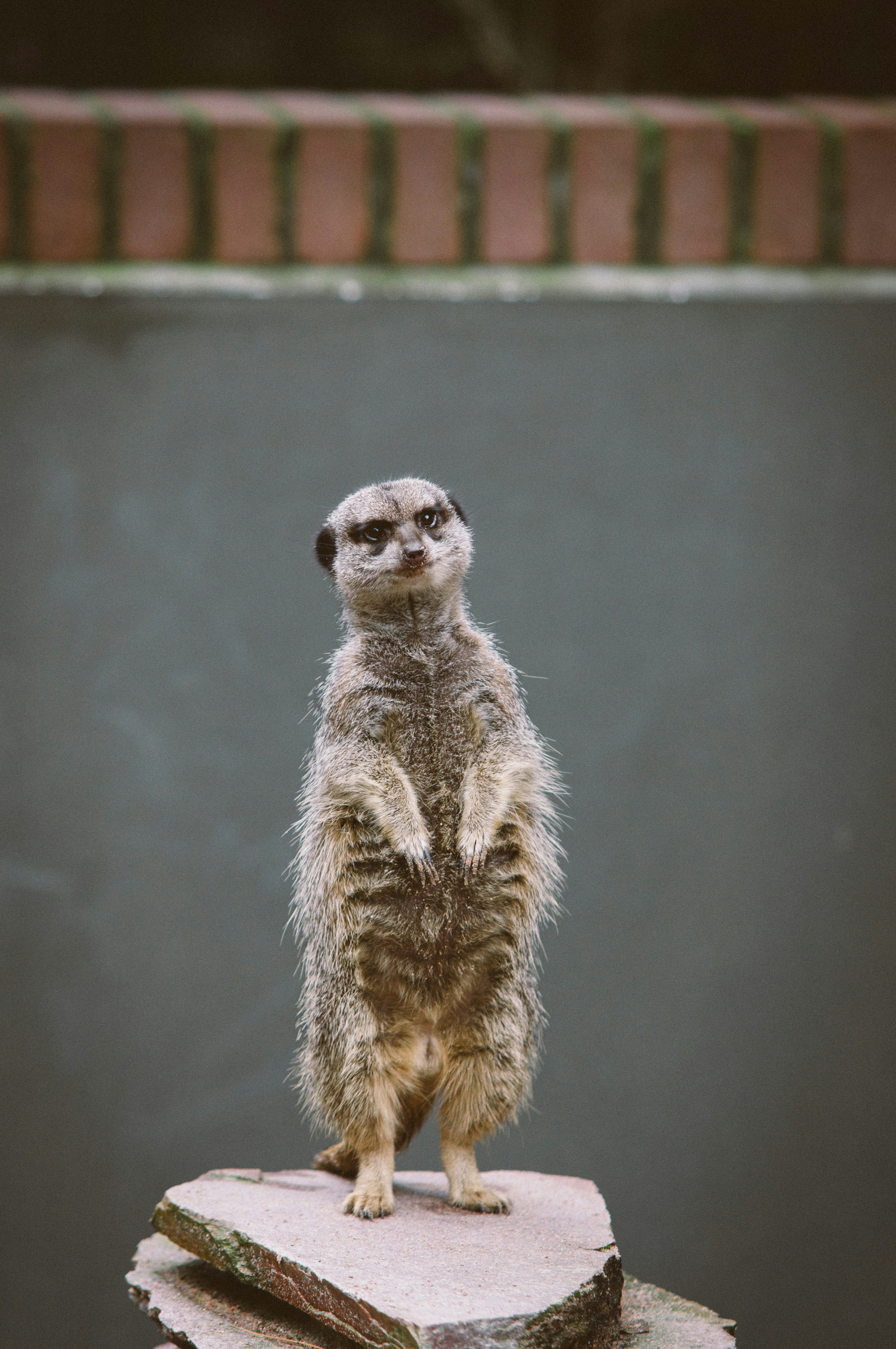 A meerkat stands alert on a rock, surveying its surroundings with keen interest. The neutral background emphasizes its curious expression.