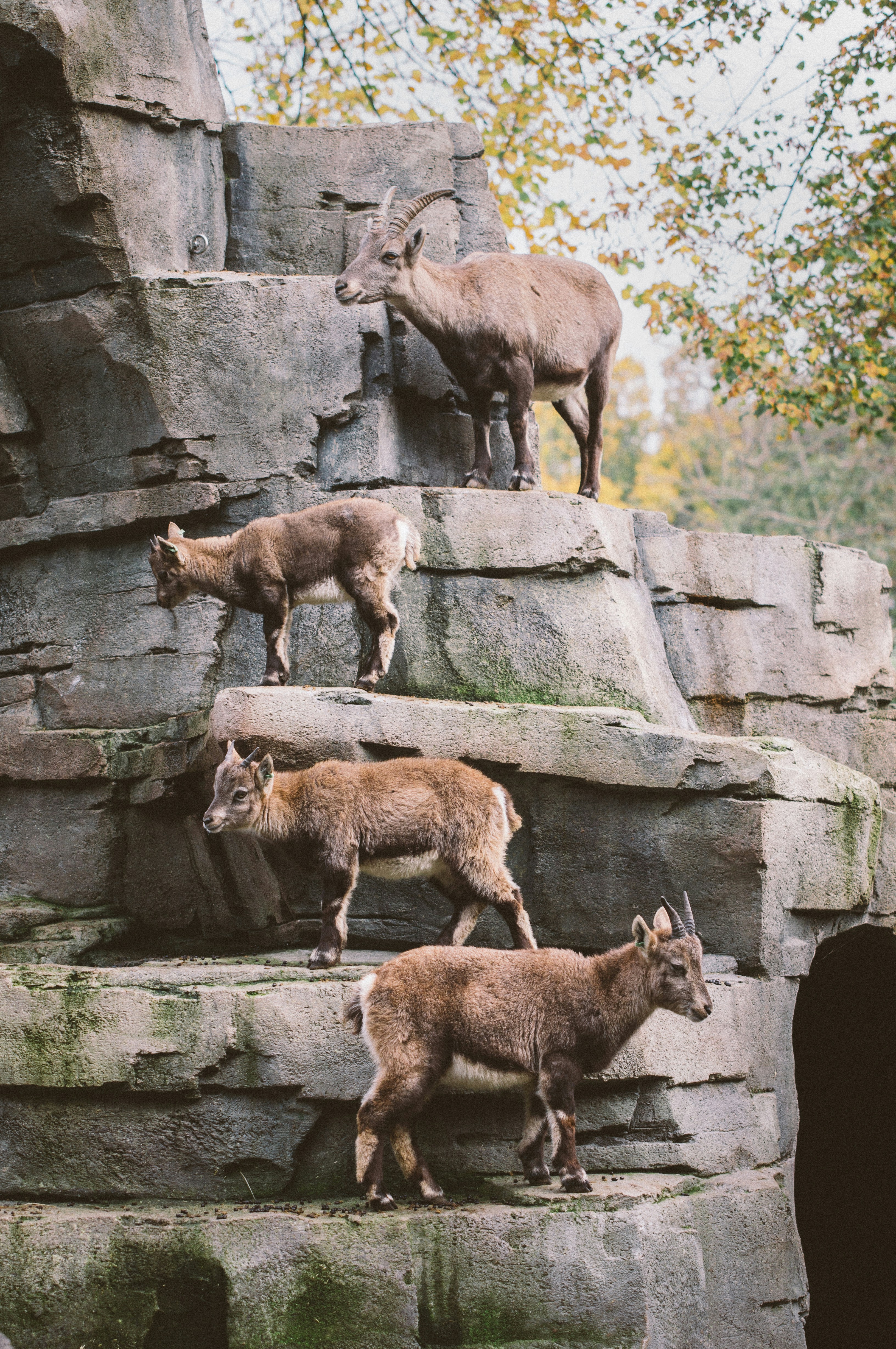 Four mountain goats navigating rocky ledges in a serene outdoor setting. The scene captures their agility and the rugged beauty of their habitat.
