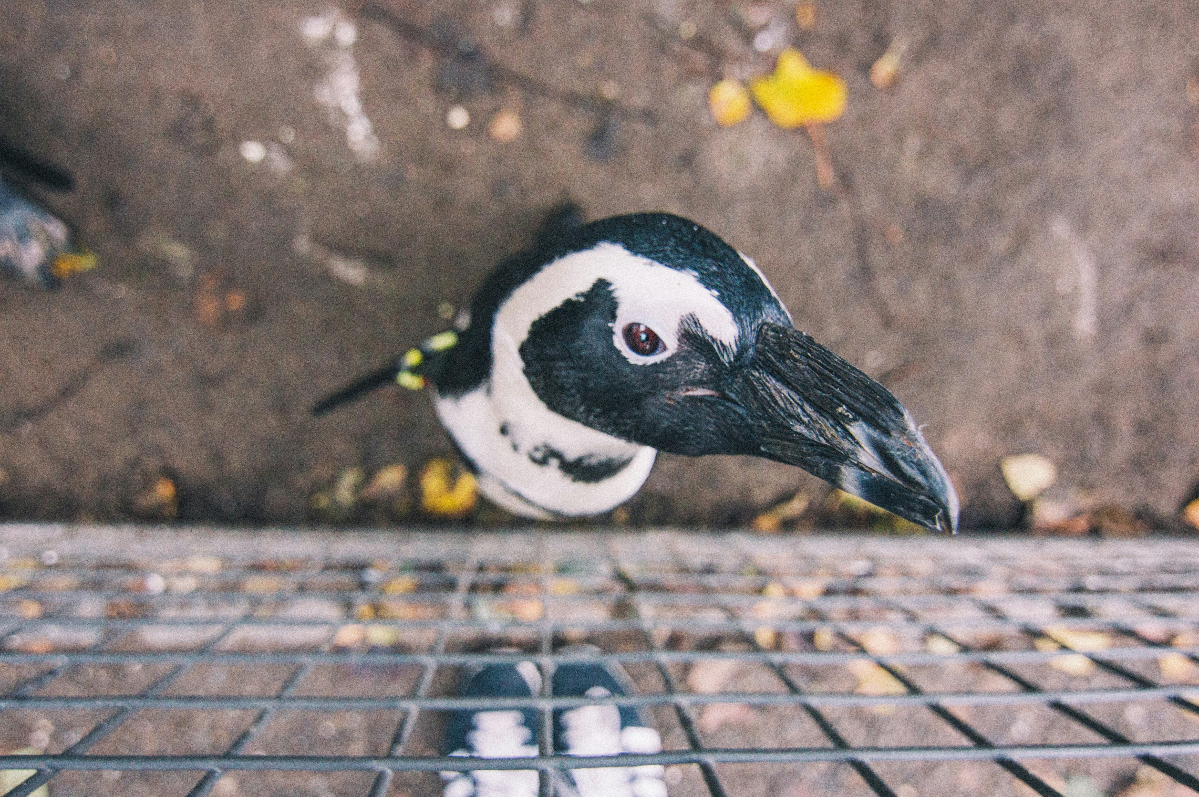 Downward Glance: A Magellanic Crow's Gaze Over the Grating