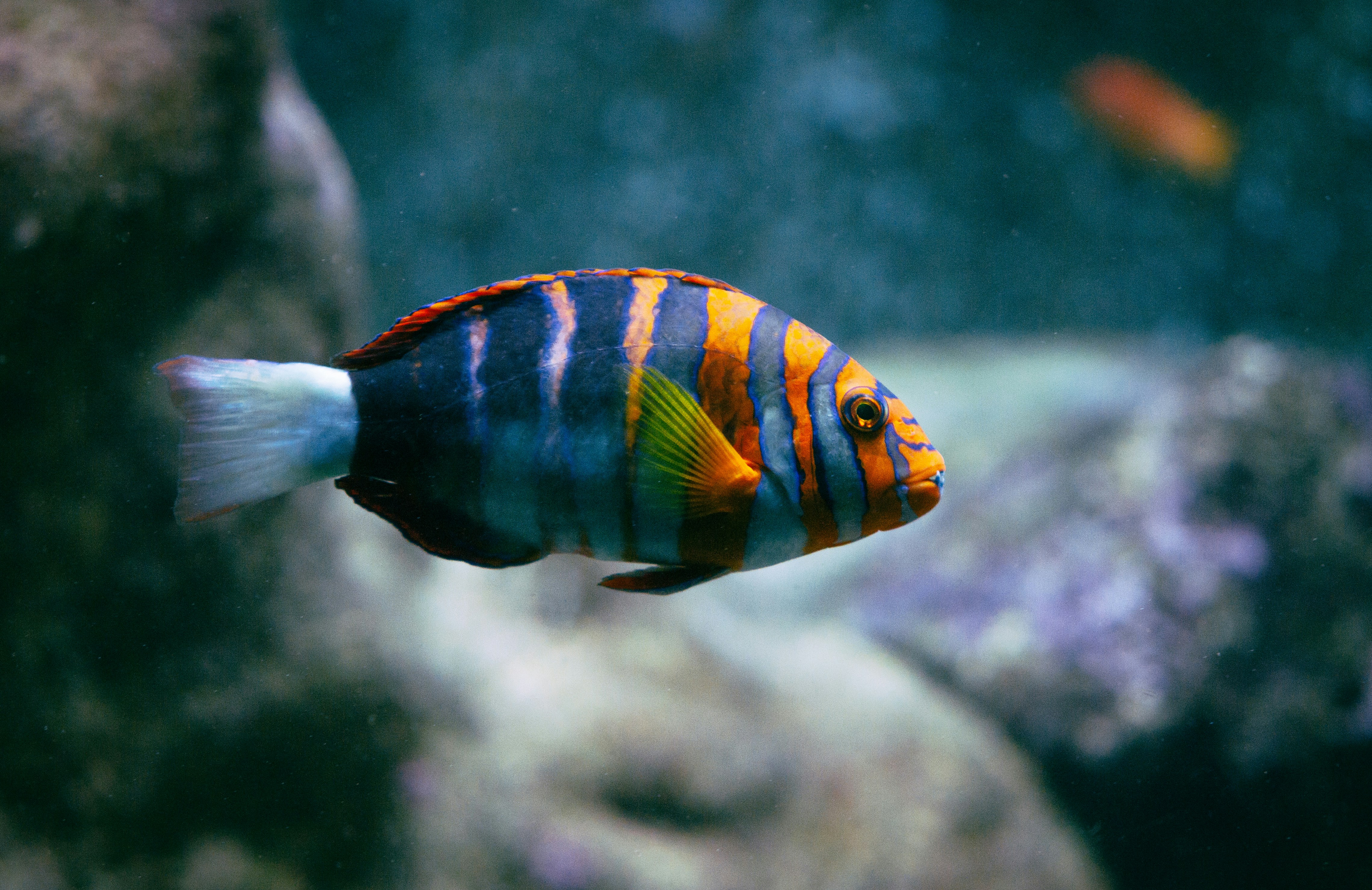 Orange and black striped fish photo – Free Amsterdam Image on Unsplash
