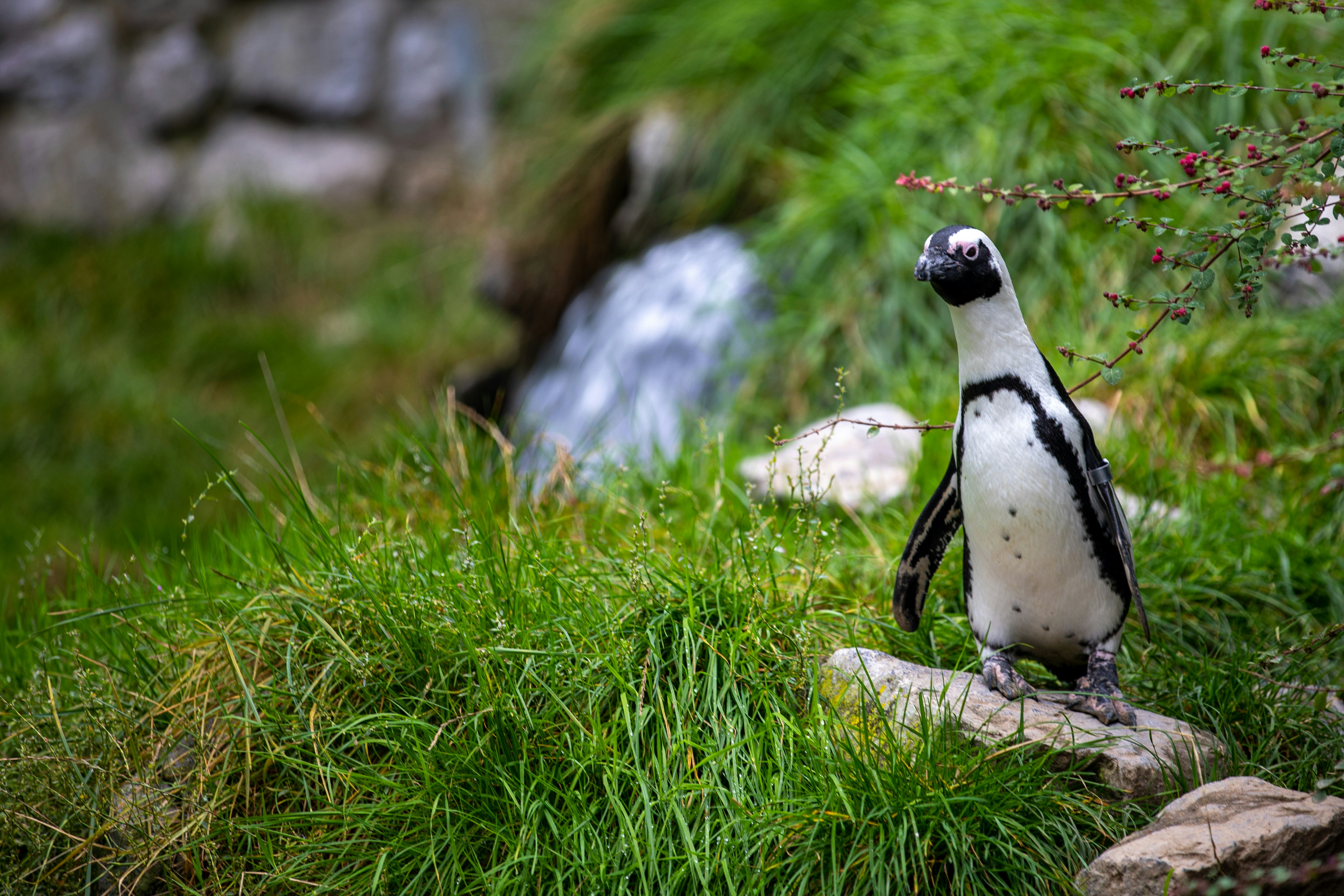 Penguin on a grassy ledge: a quiet stance against mossy rocks