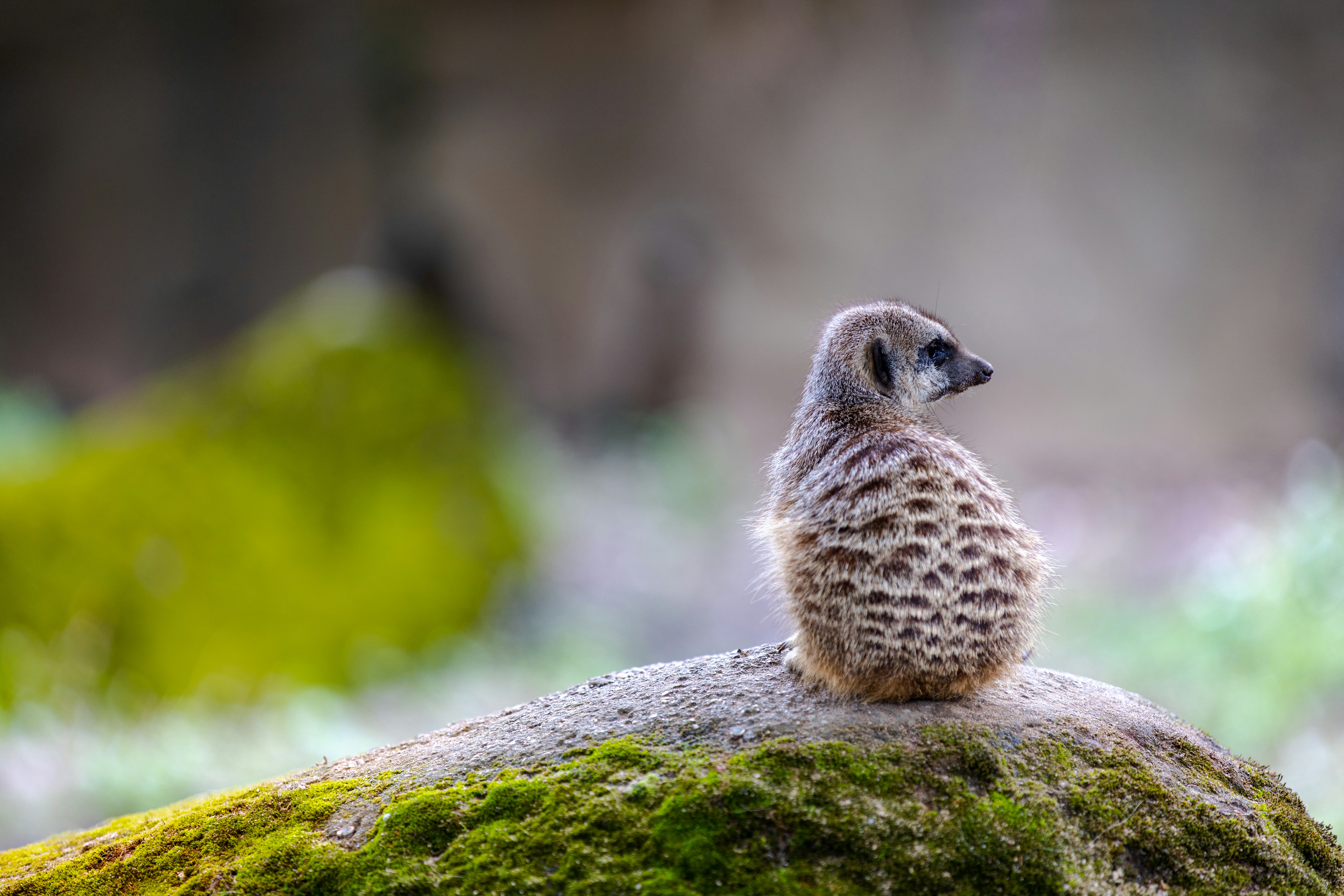 Vigilant Meerkat on Mossy Outcrop