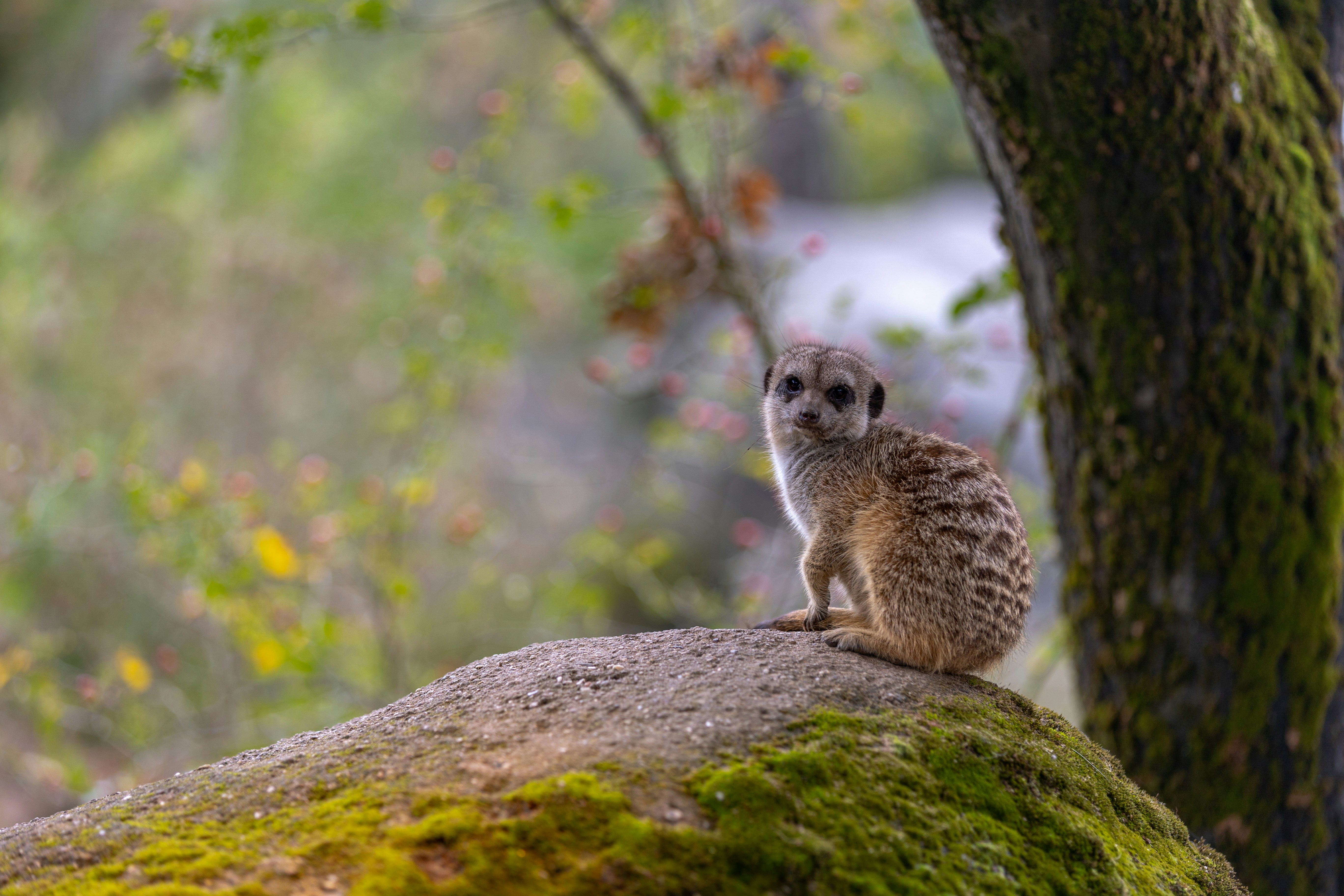 Vigilant Meerkat Amidst Mossy Backdrop