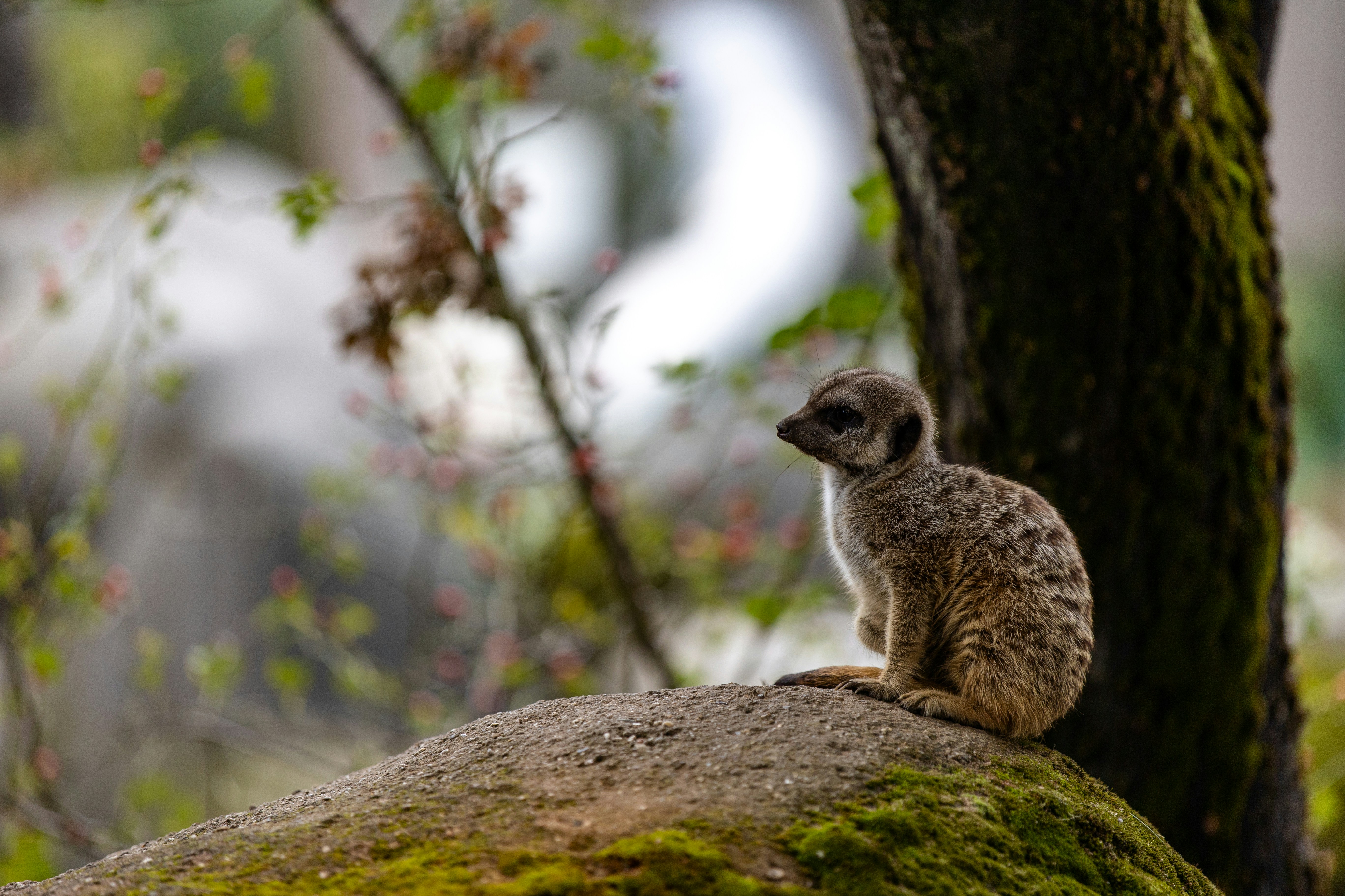 Meerkat perched on a moss-covered rock surrounded by soft-focus greenery.
