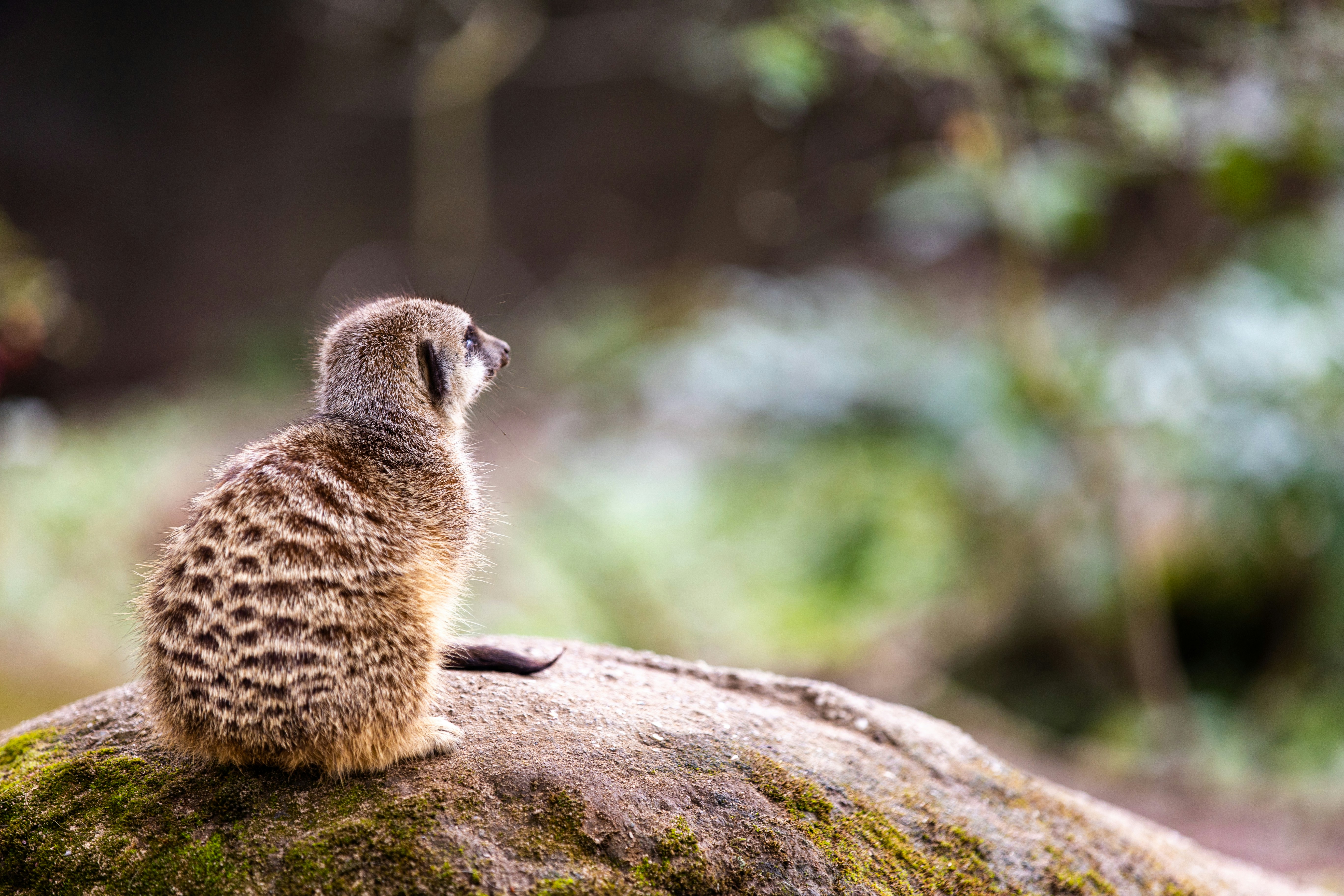Solitary Meerkat Amidst the Wilderness