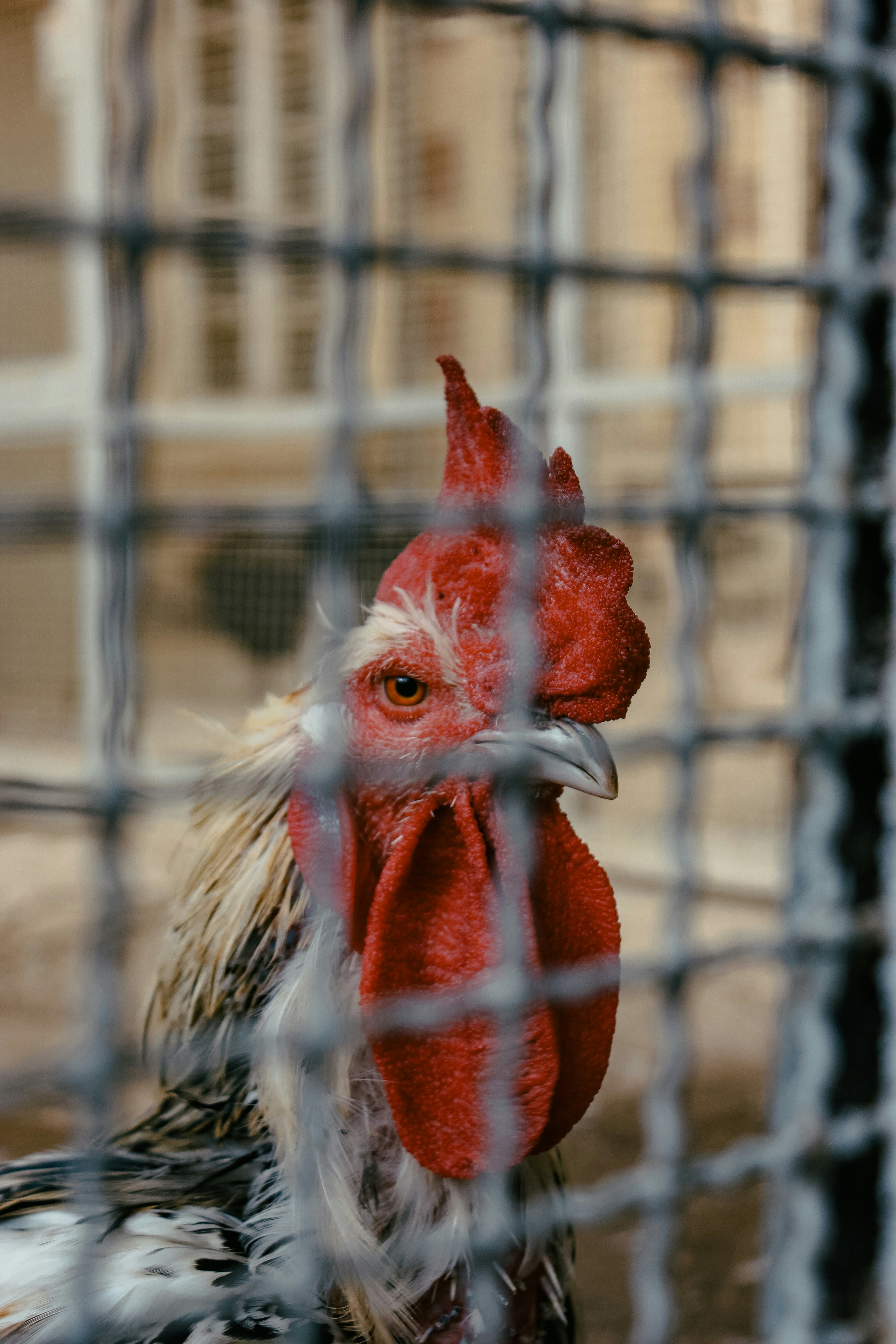 Close-up of a rooster's face peering through a wire fence, showcasing its vibrant plumage and intense gaze.
