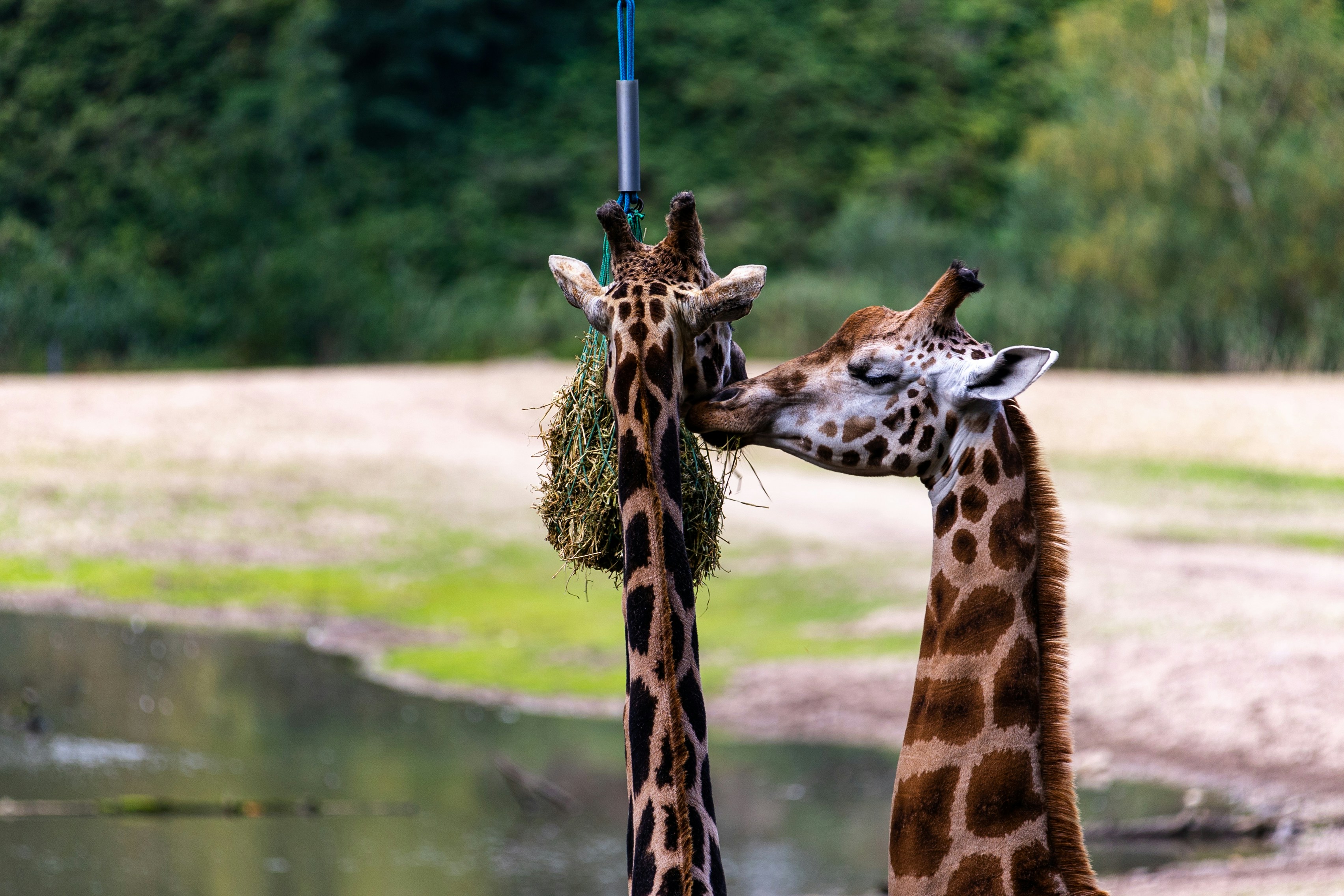 Giraffe Duo Sharing a Snack by the Water's Edge