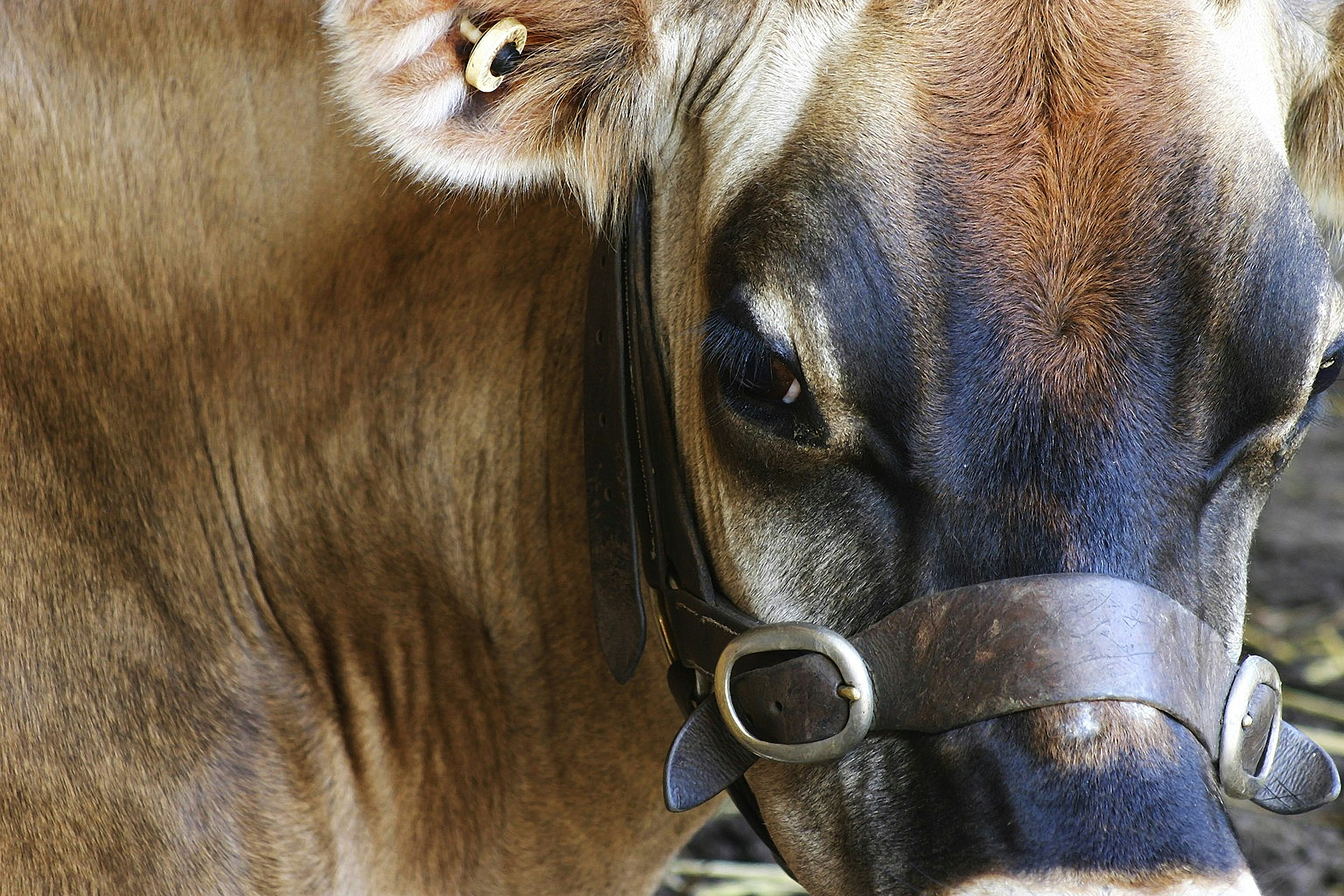 Close-up of a Jersey cow's face, showcasing its expressive eyes and distinctive markings. The cow wears a leather halter, emphasizing its farm setting.