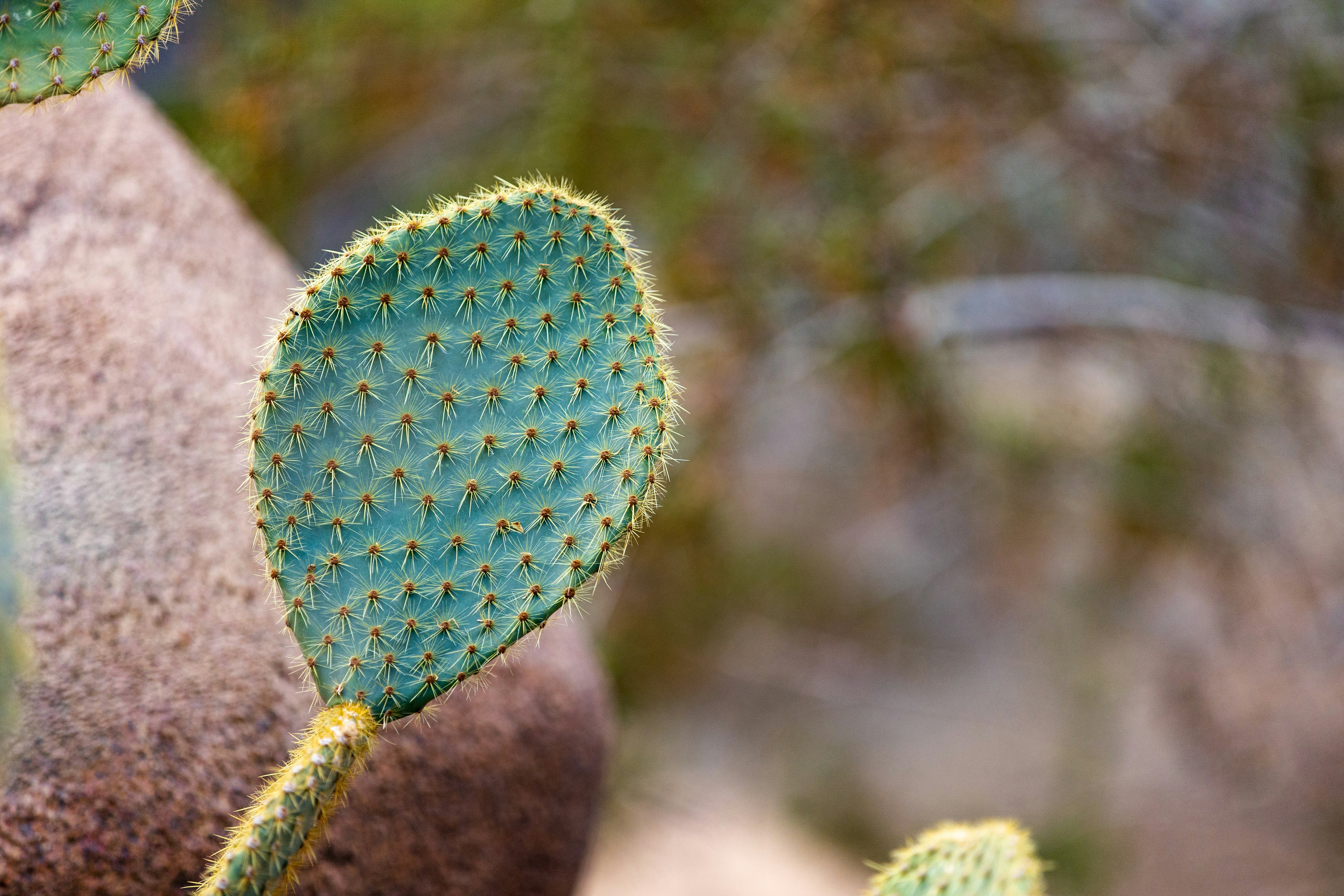 Close-up of a prickly pear cactus pad, showcasing its intricate texture and vibrant color against a blurred background. 
