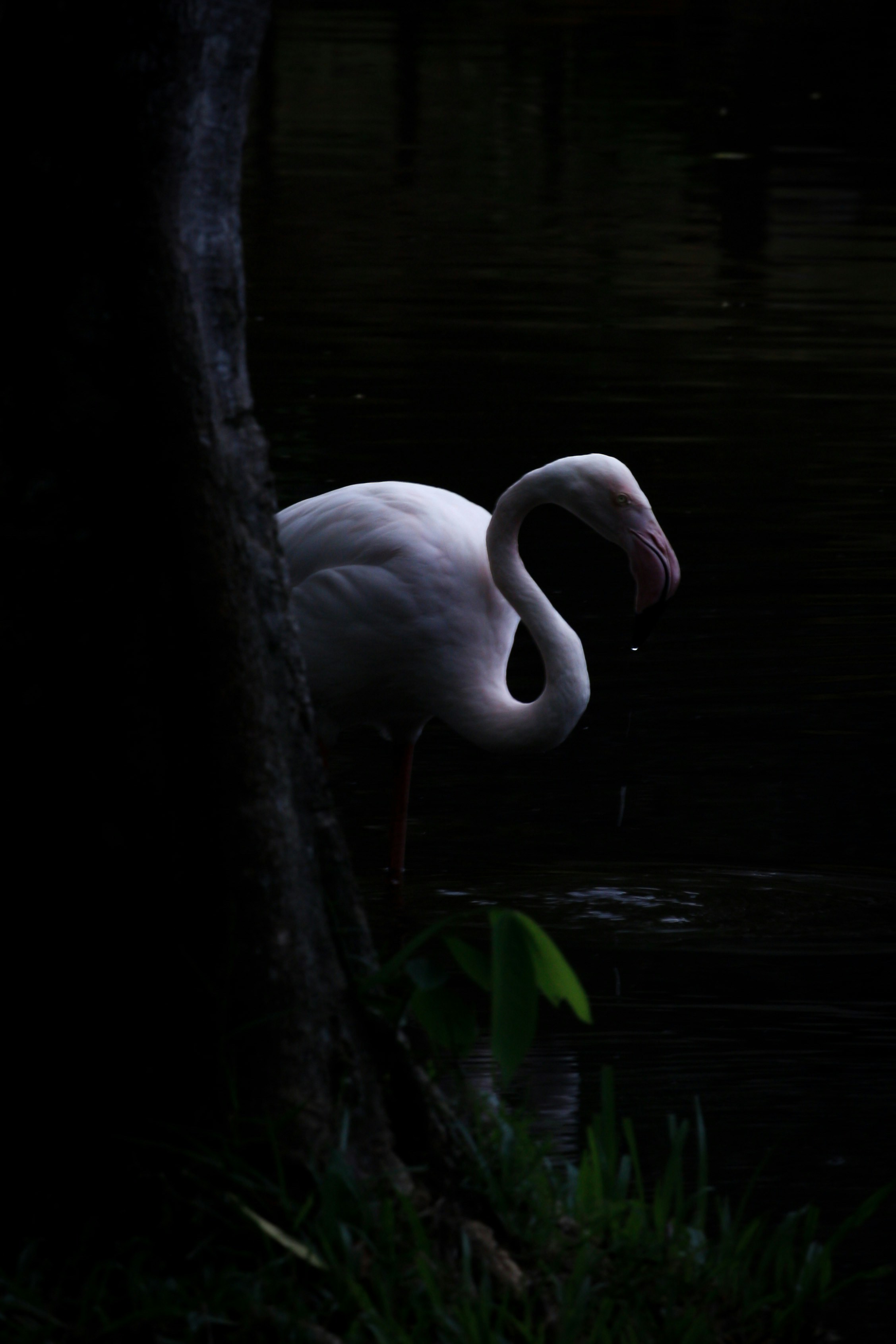 Dusky Flamingo Silhouette by a Shadowed Water's Edge