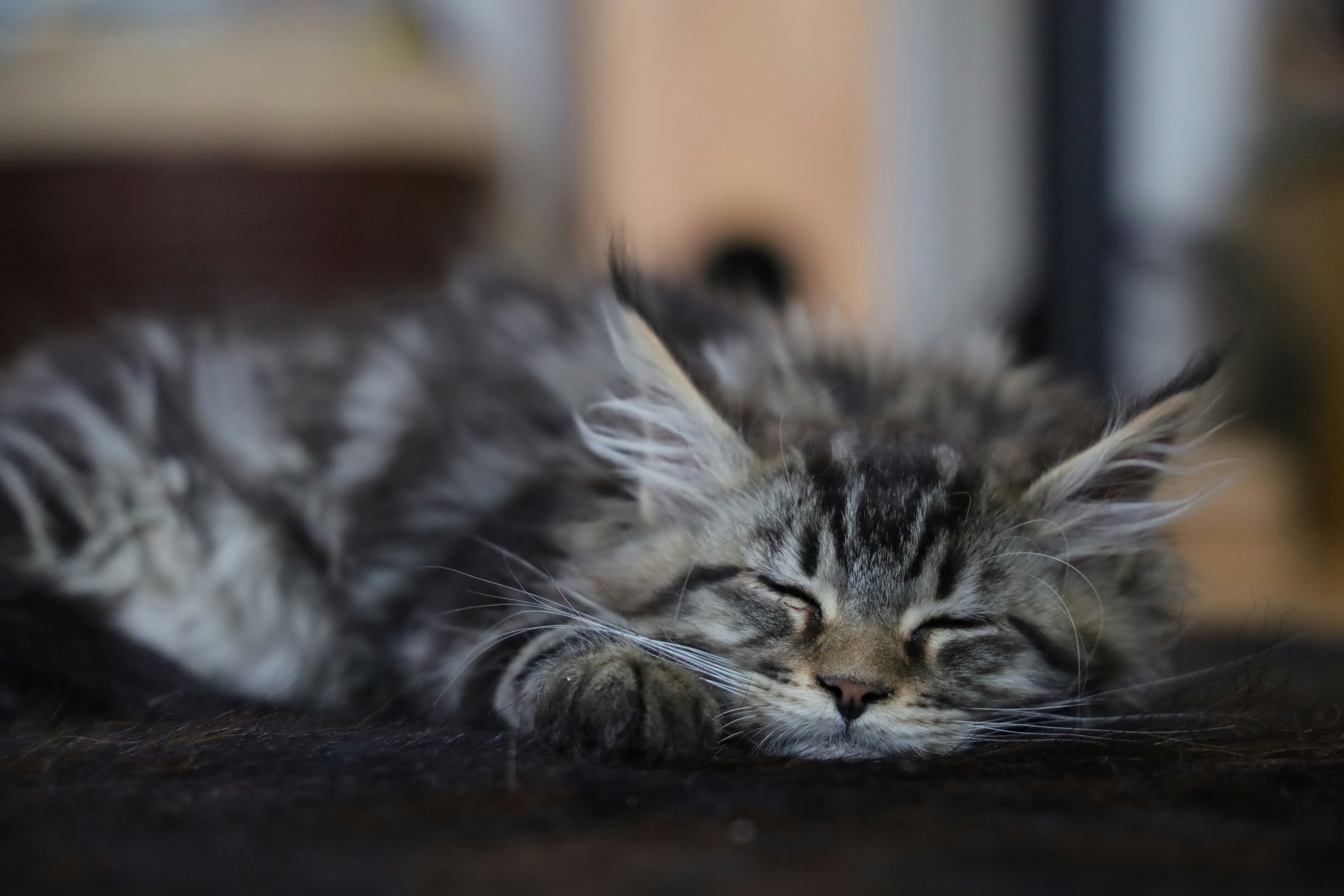 A fluffy Maine Coon cat peacefully sleeping on a soft surface, showcasing its intricate fur patterns and relaxed demeanor.
