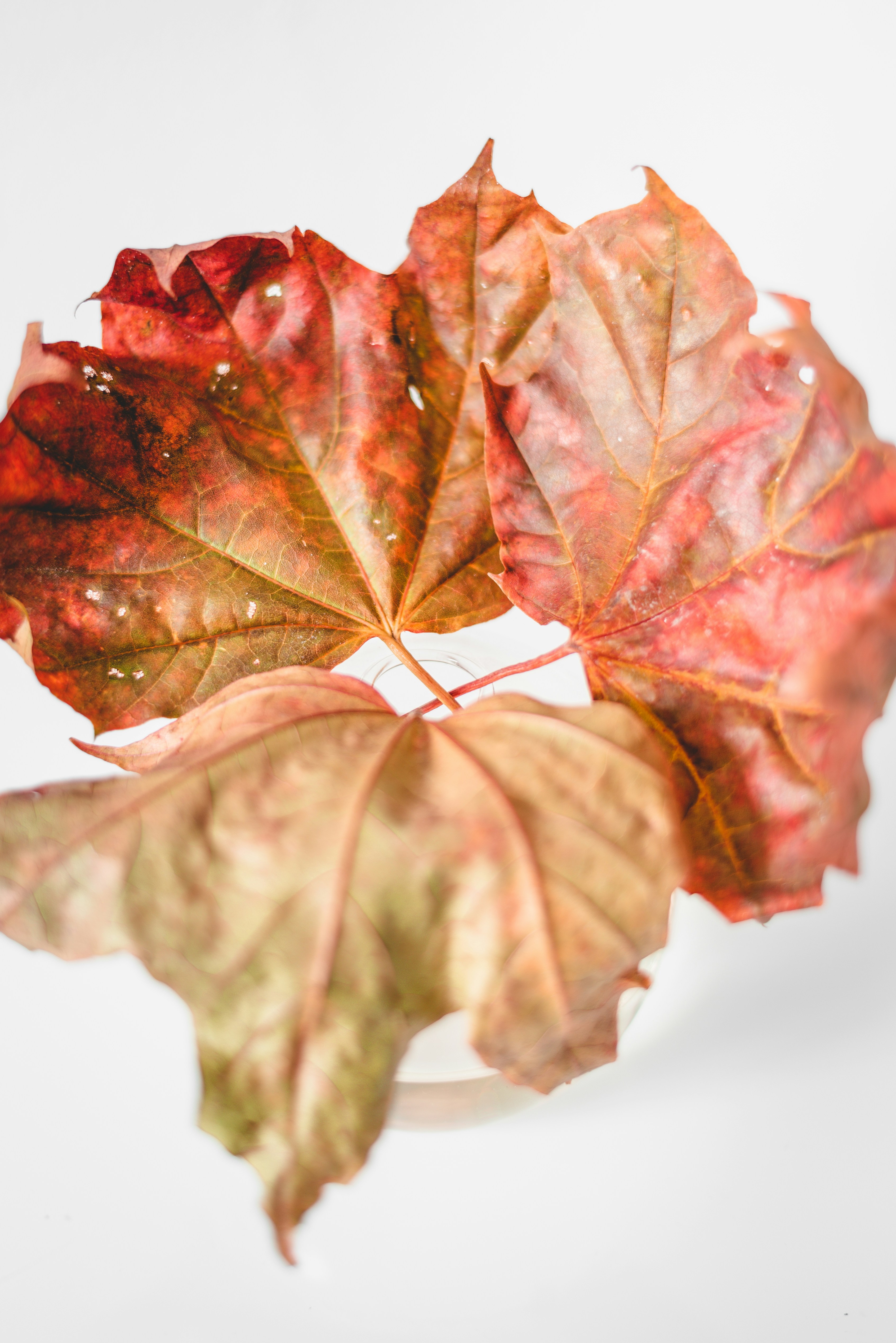 Crimson Veins on White: Minimalist Autumn Leaf Study