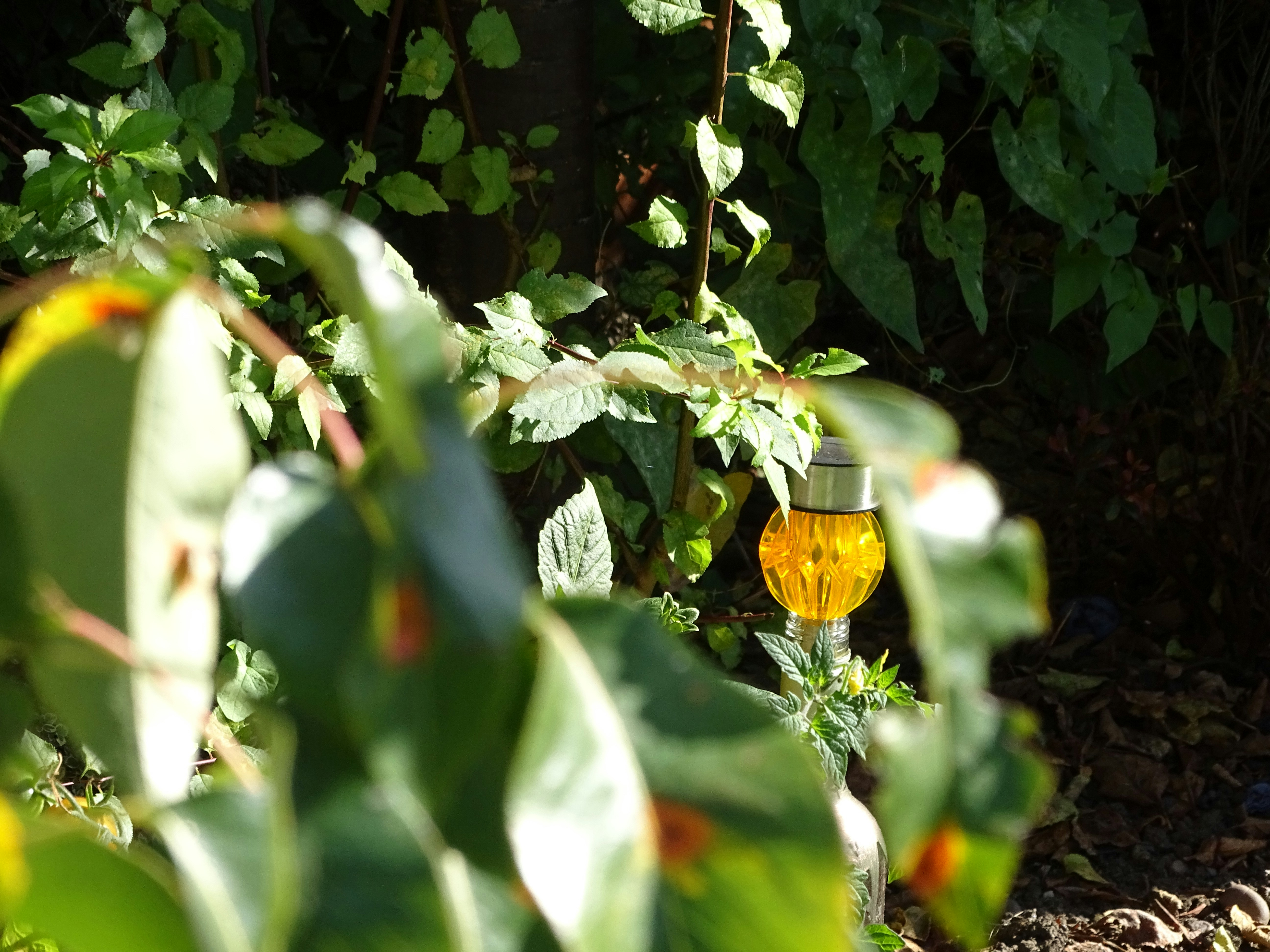 A glass filled with amber liquid nestled among lush green foliage in sunlight.
