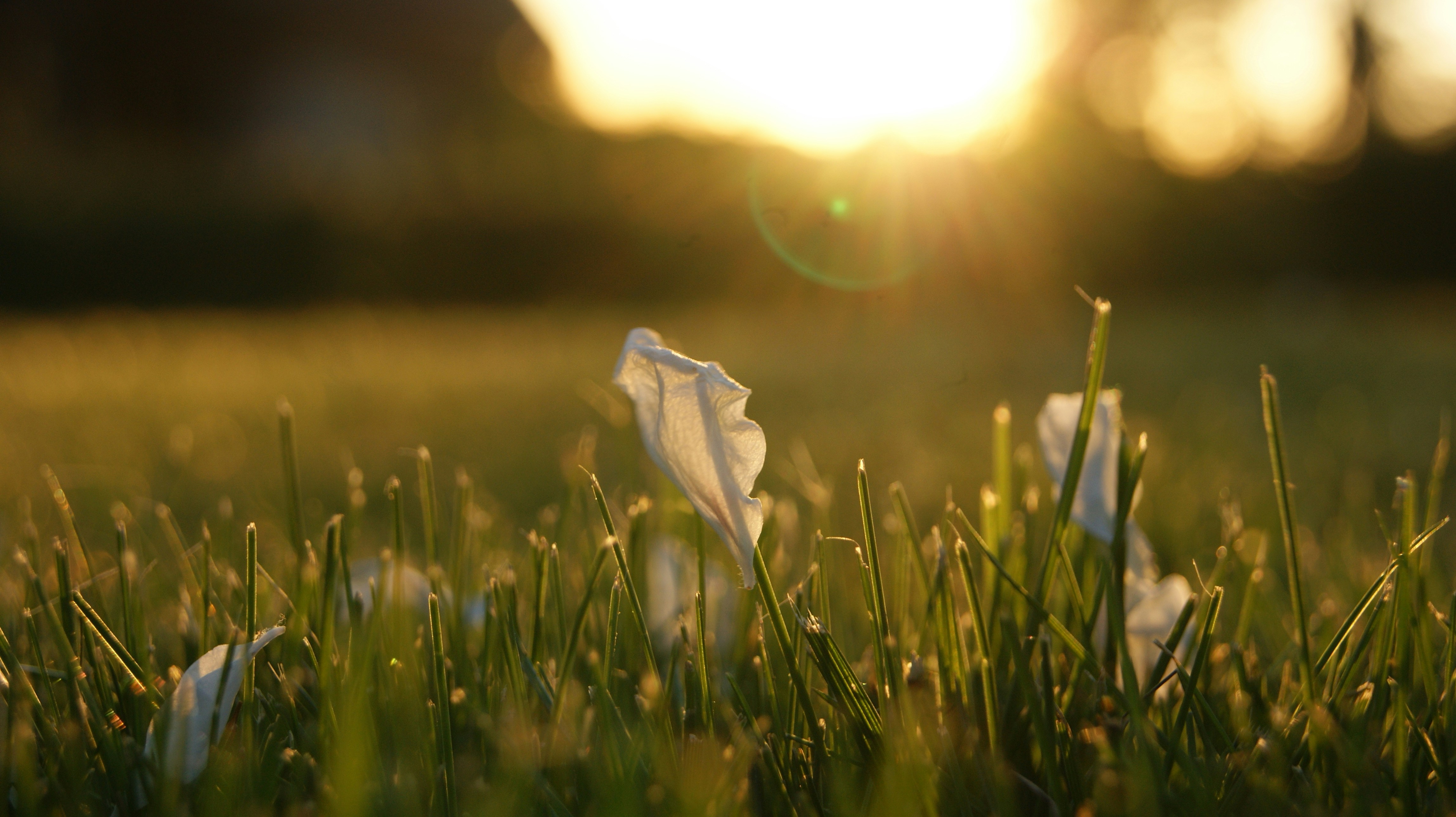 White flower on green grass during daytime photo – Free Plant Image on ...