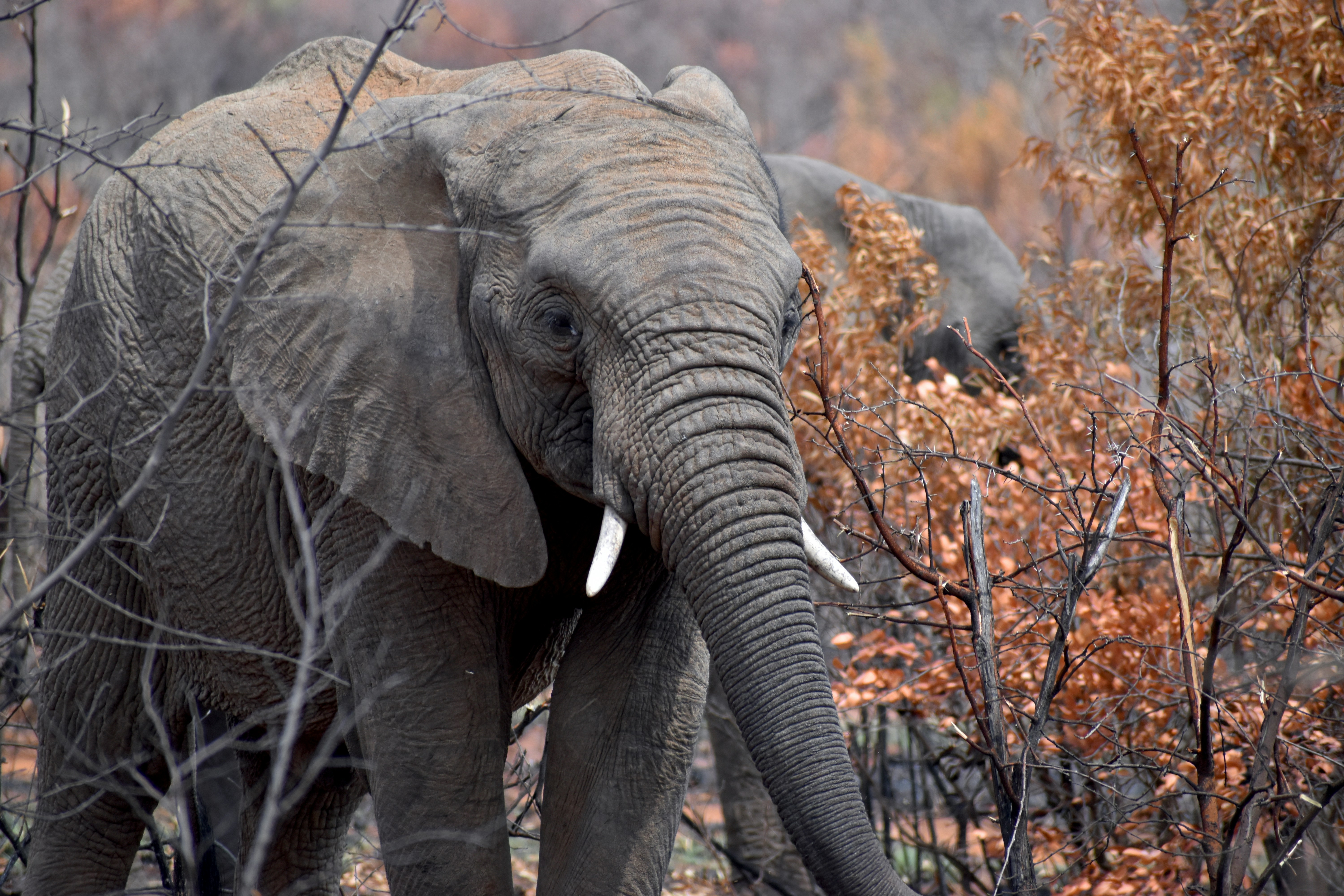 Elephant Eating Leaves