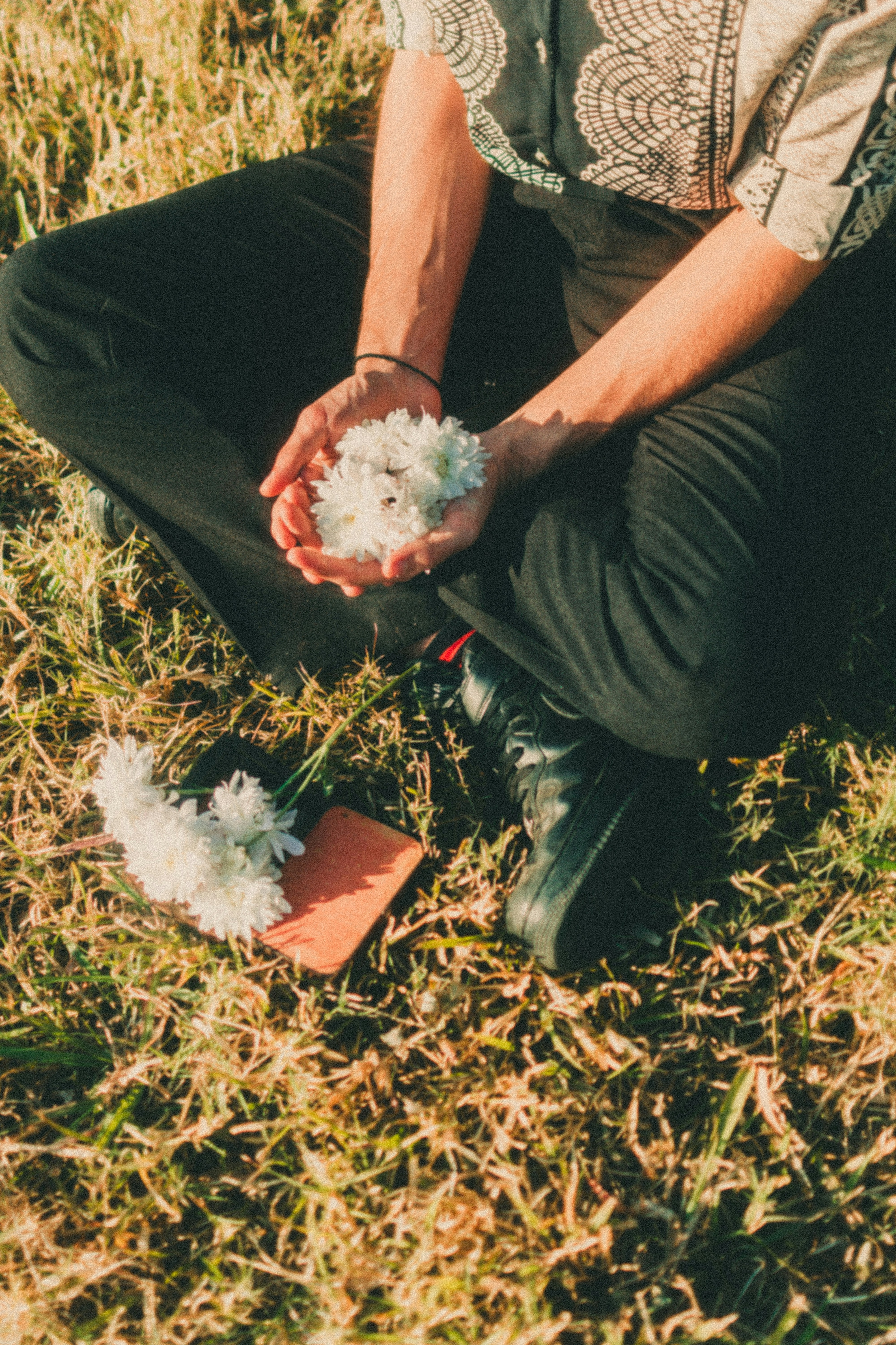 Cradled in Sunlight: White Chrysanthemums in a Quiet Field