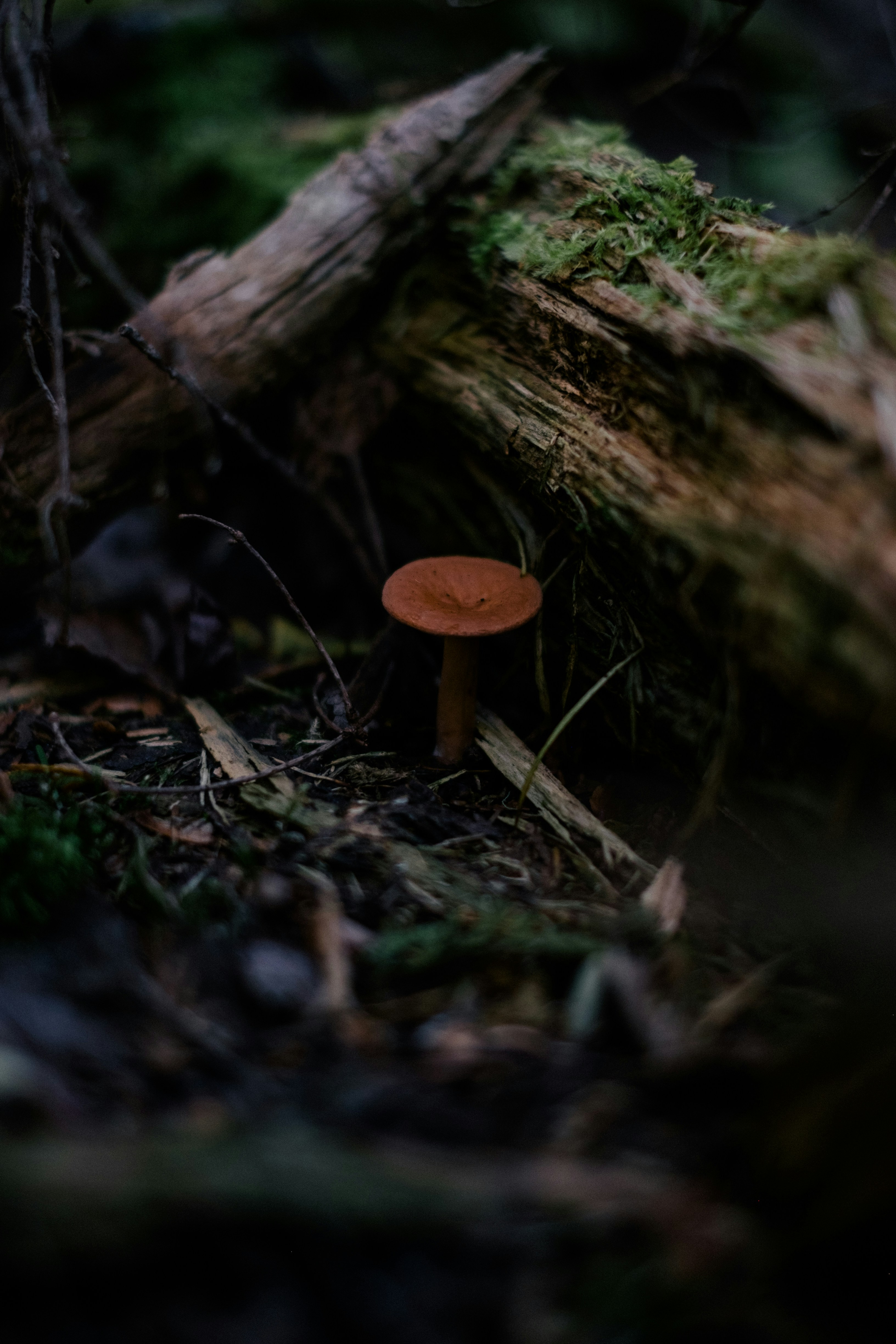 Amber Cap Amid Moss and Fallen Wood in a Quiet Forest