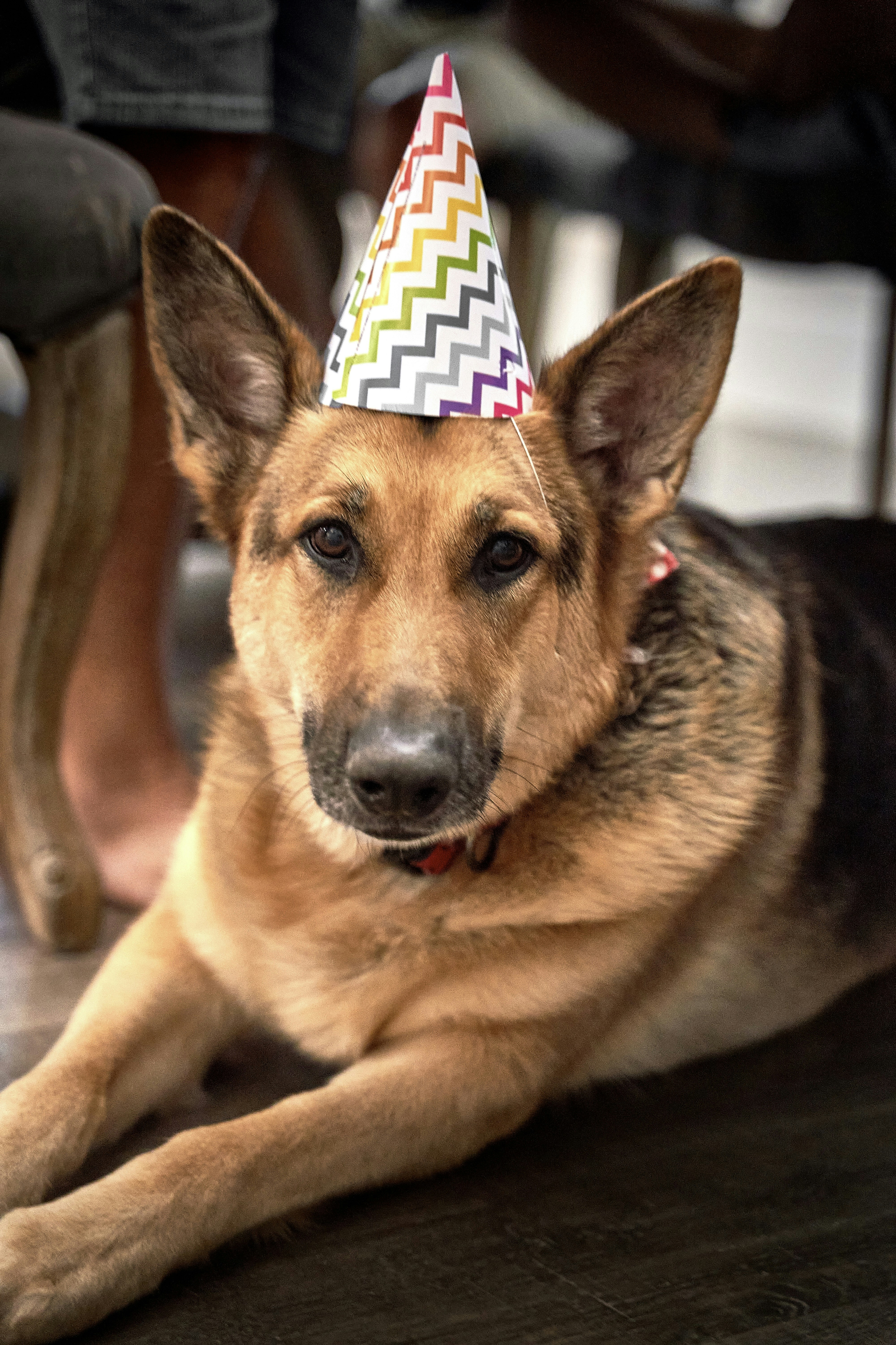 Funny Dog Party Pictures