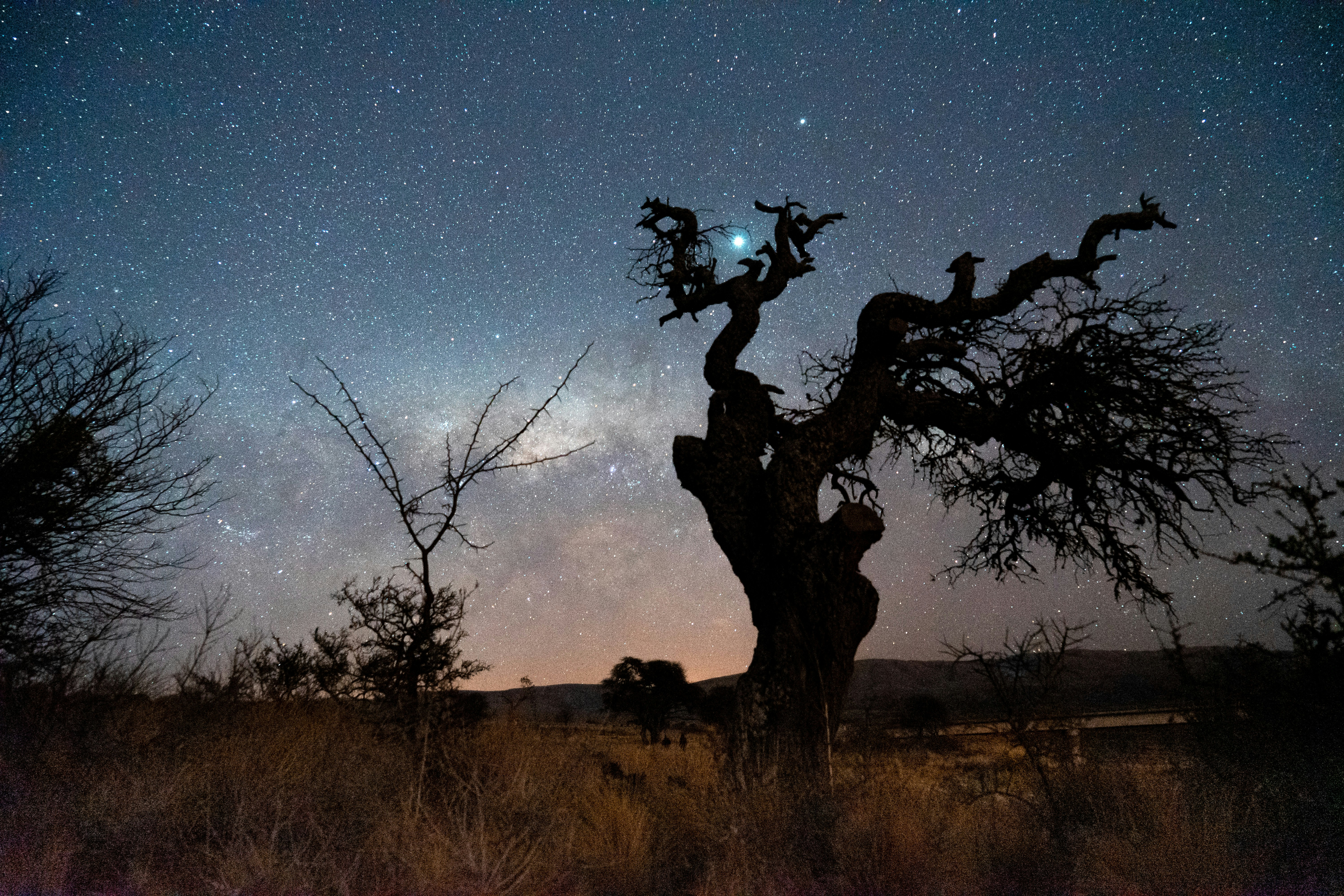 Milky Way Arch Over a Gnarly Tree Silhouette