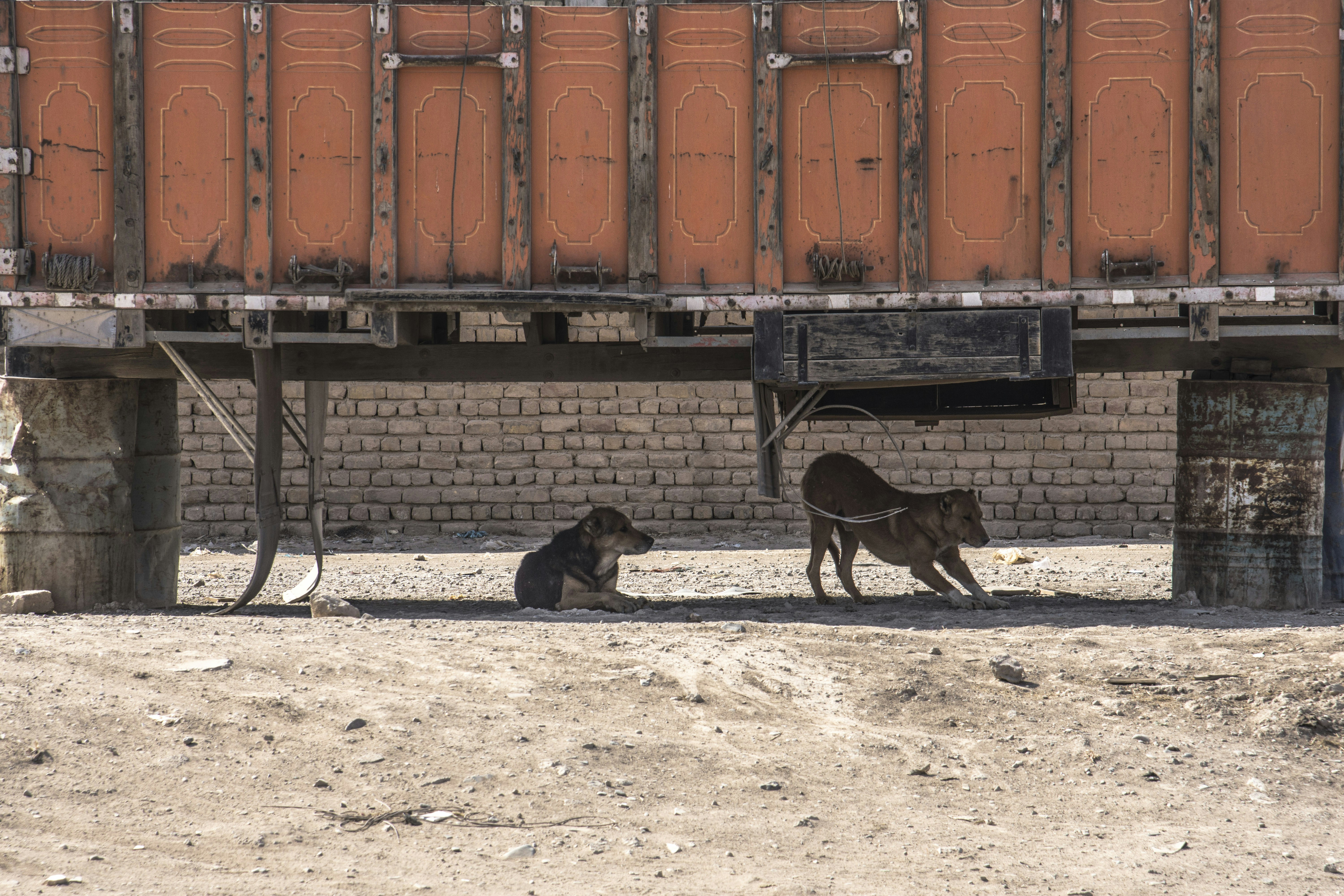 Under the Rusted Freight: Strays in a Deserted Rail Yard