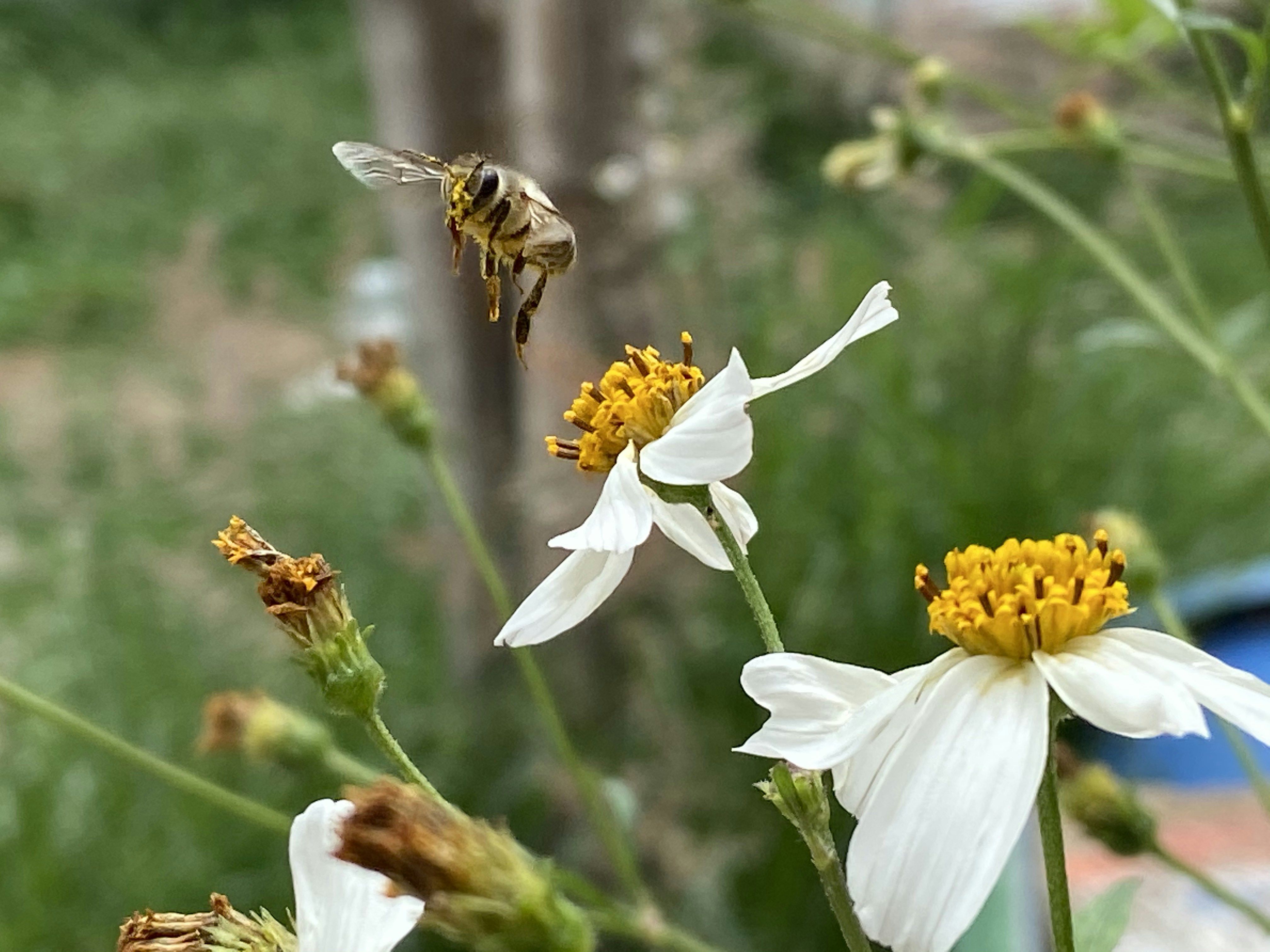 Bee hovering near white daisy-like flowers in a lush garden.