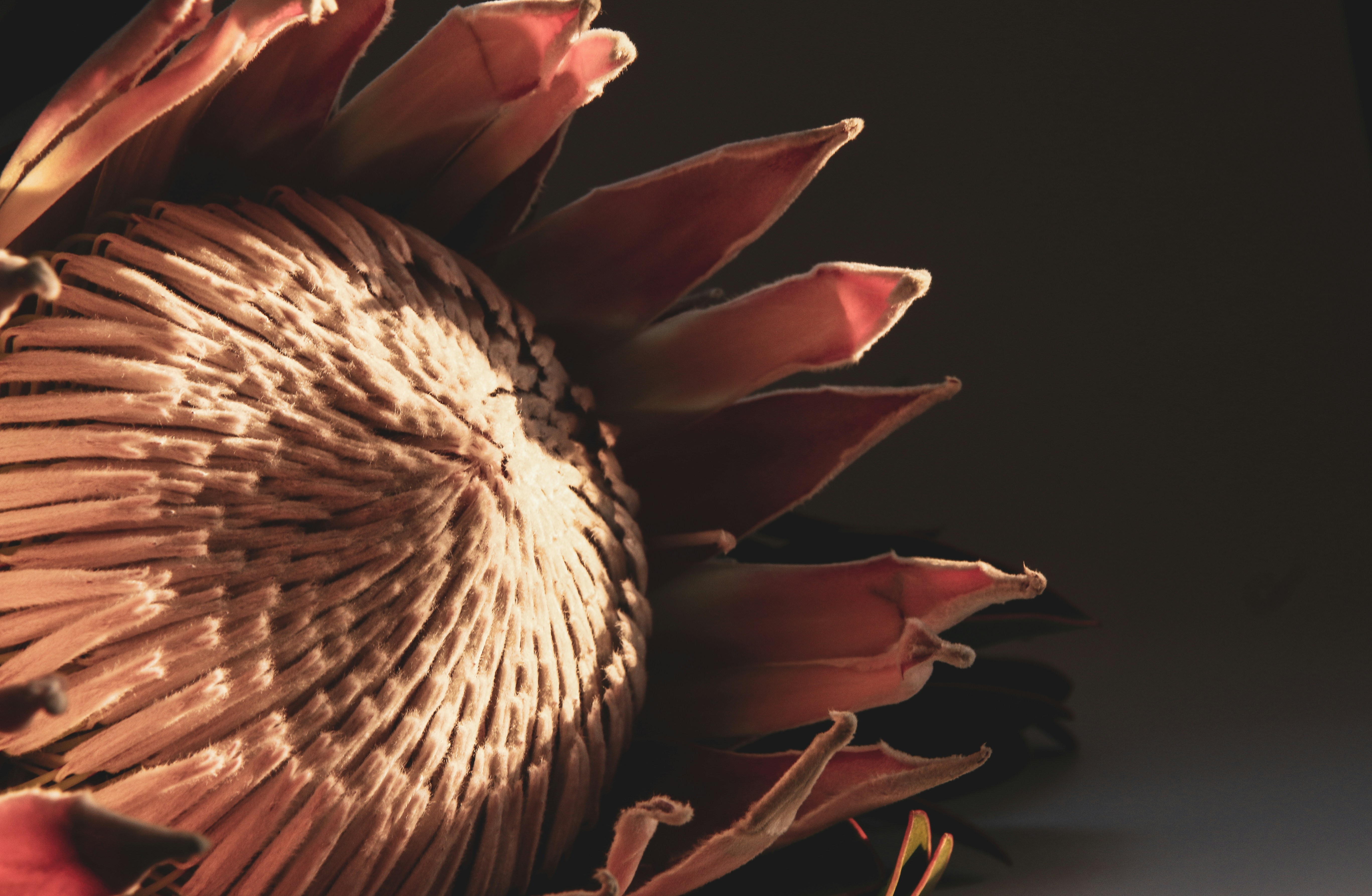 Sunflower Crown in Shadow: An Intimate Macro Portrait