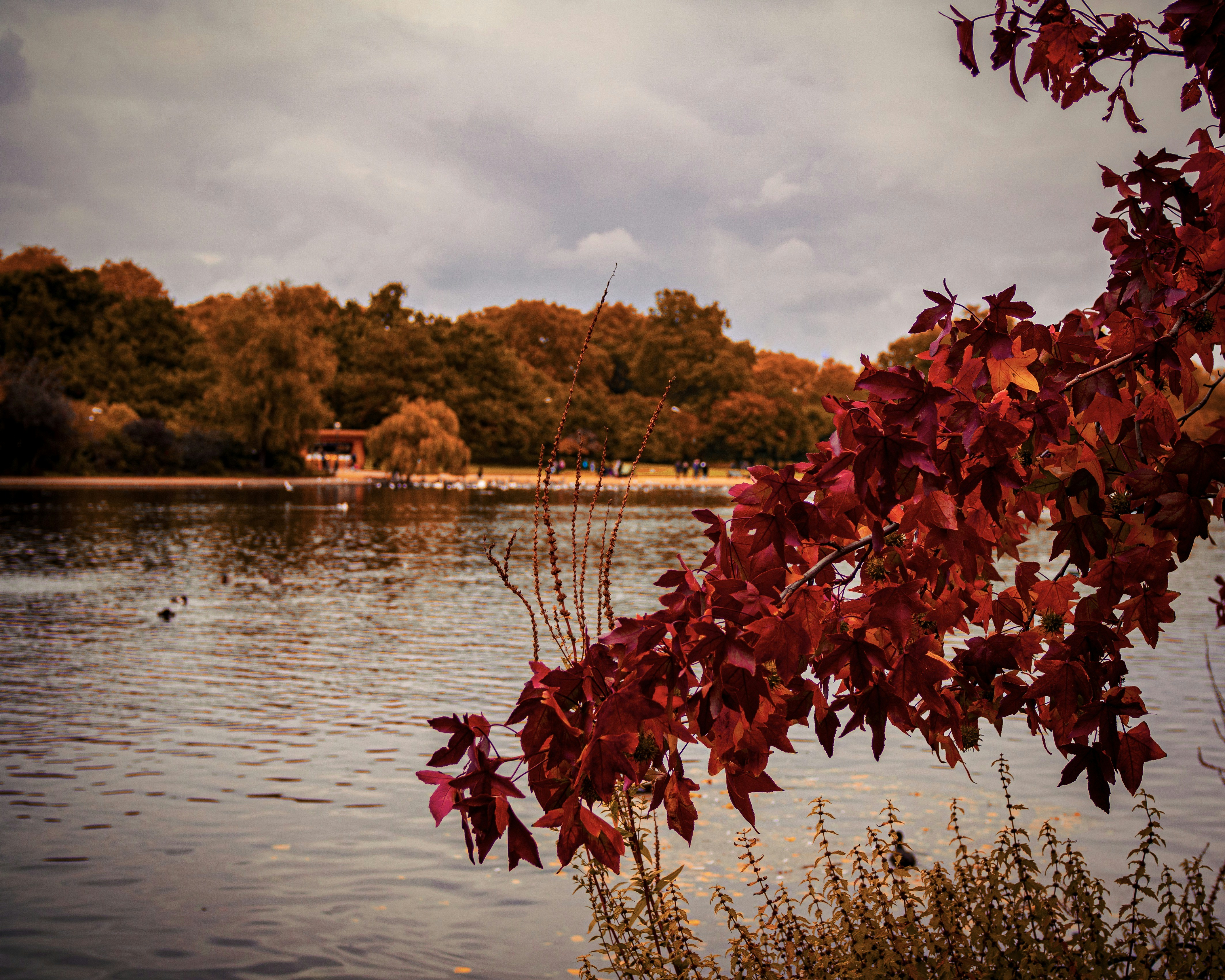Crimson Foliage Framing a Lakeside Scene in Autumn