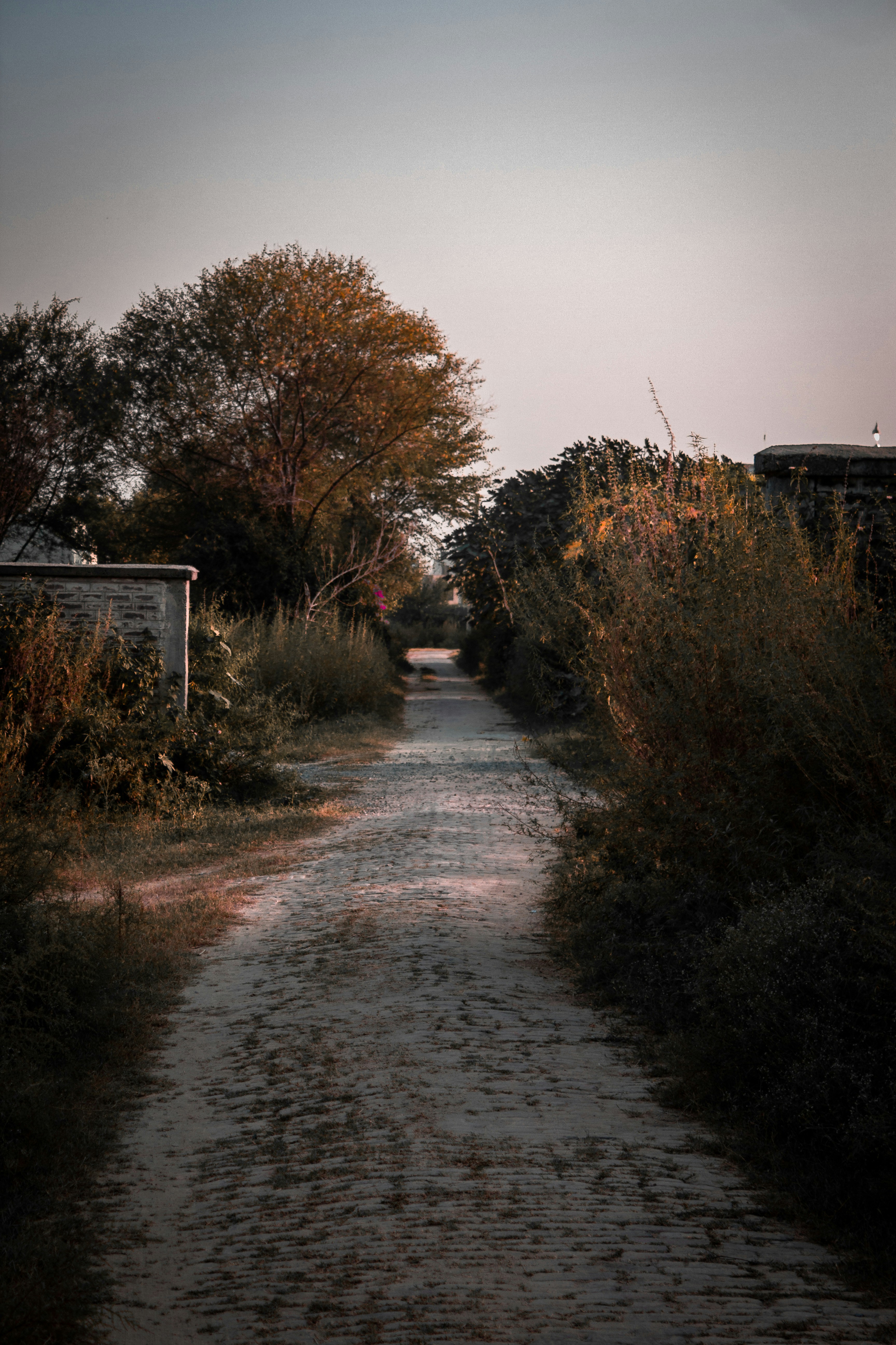 Dusk Corridor: A Narrow Path Through Quiet Scrub