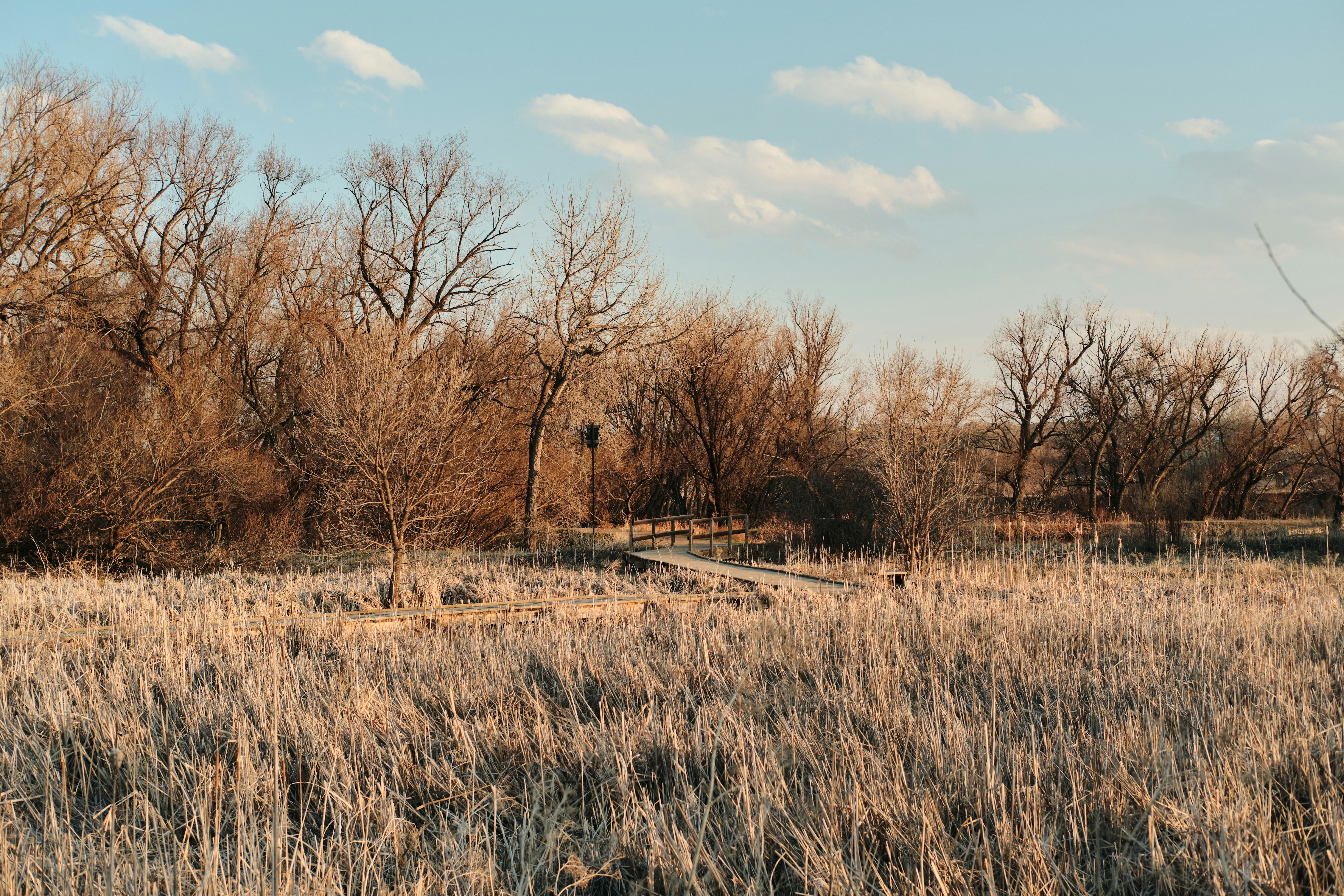 Leafless trees stand against a clear blue sky, bordering a field of dry grasses.