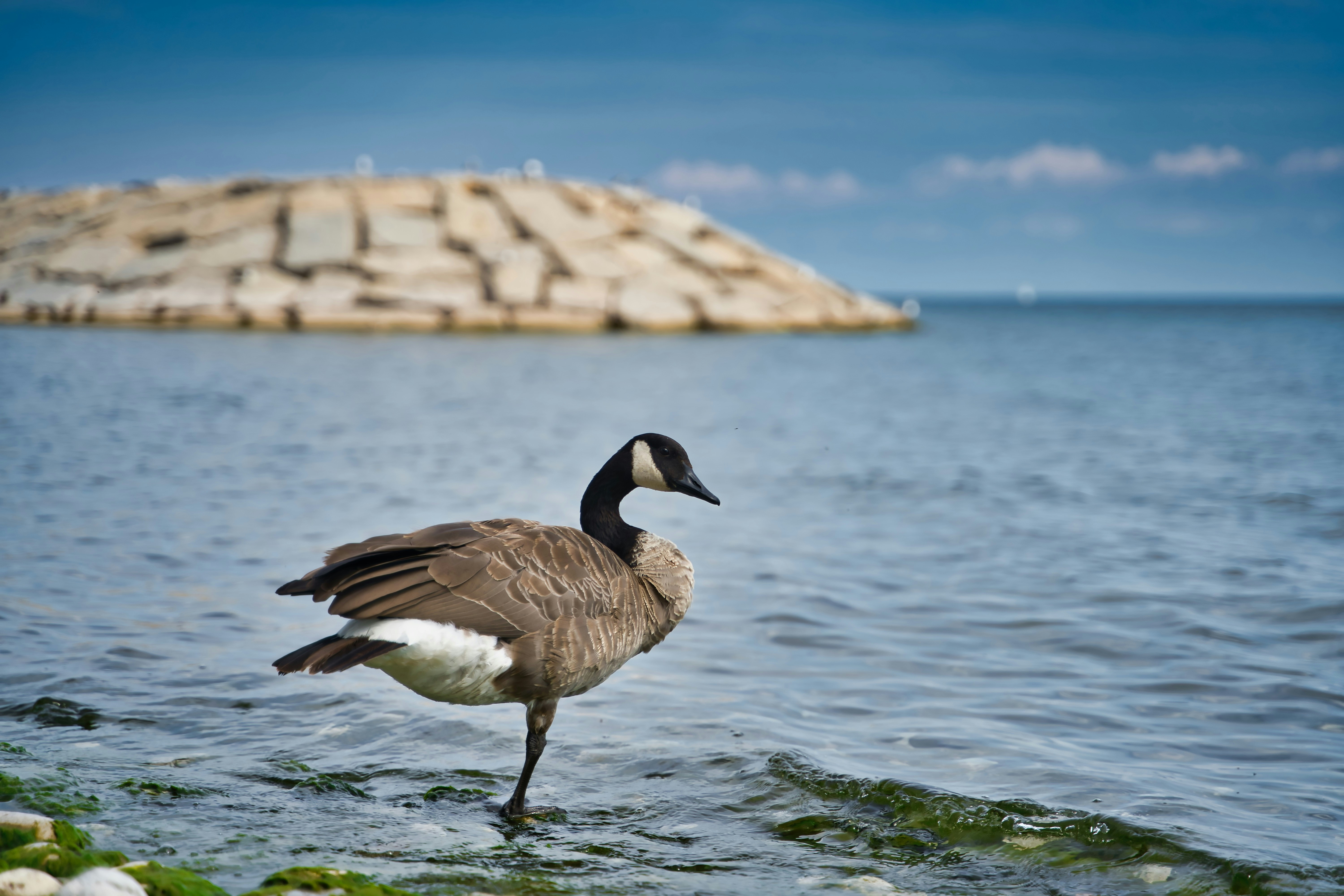 A lone Canada Goose at the water's edge with a rocky breakwater in the background