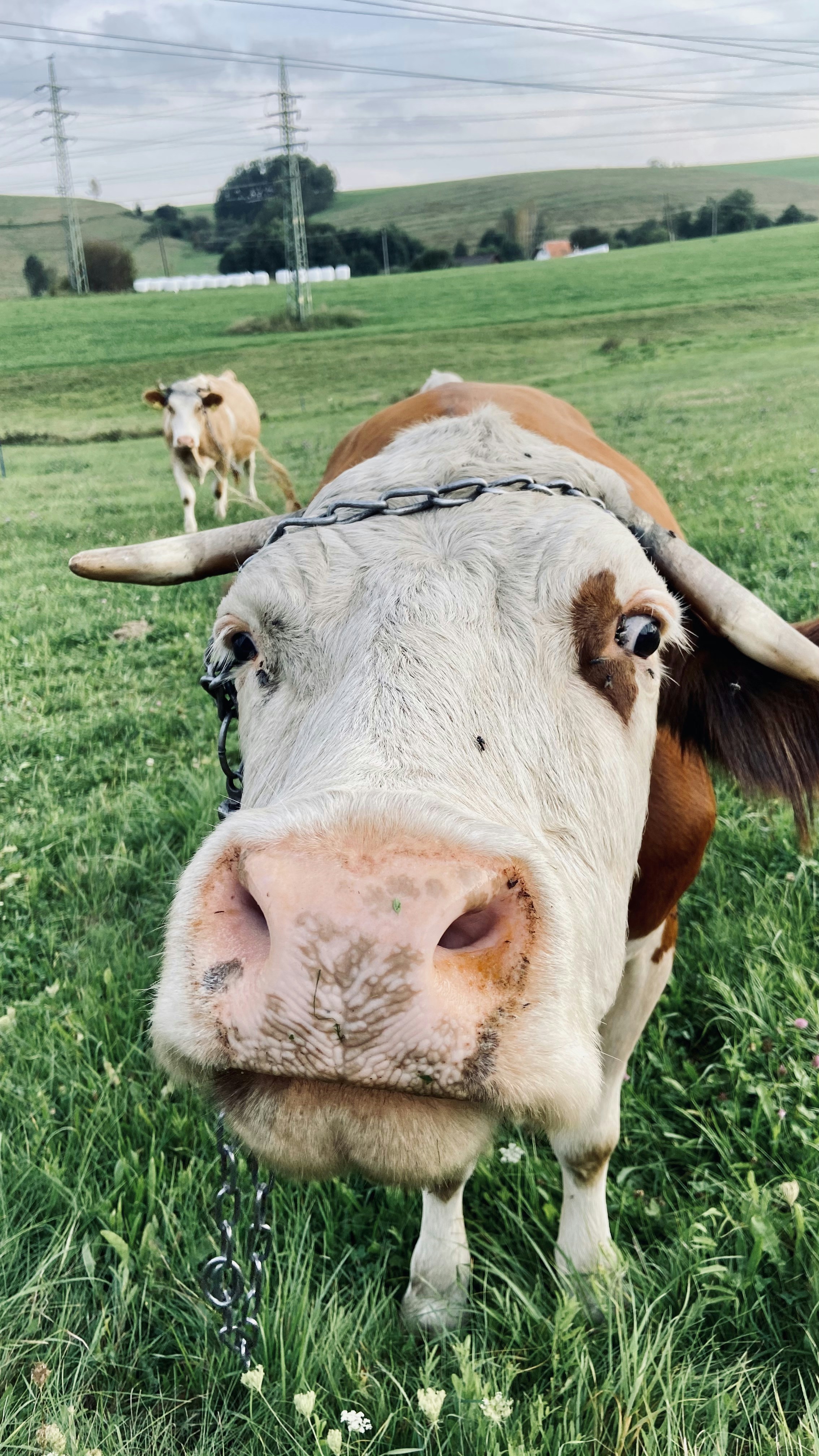 Nose to Lens: A Curious Cow in a Lush Pasture