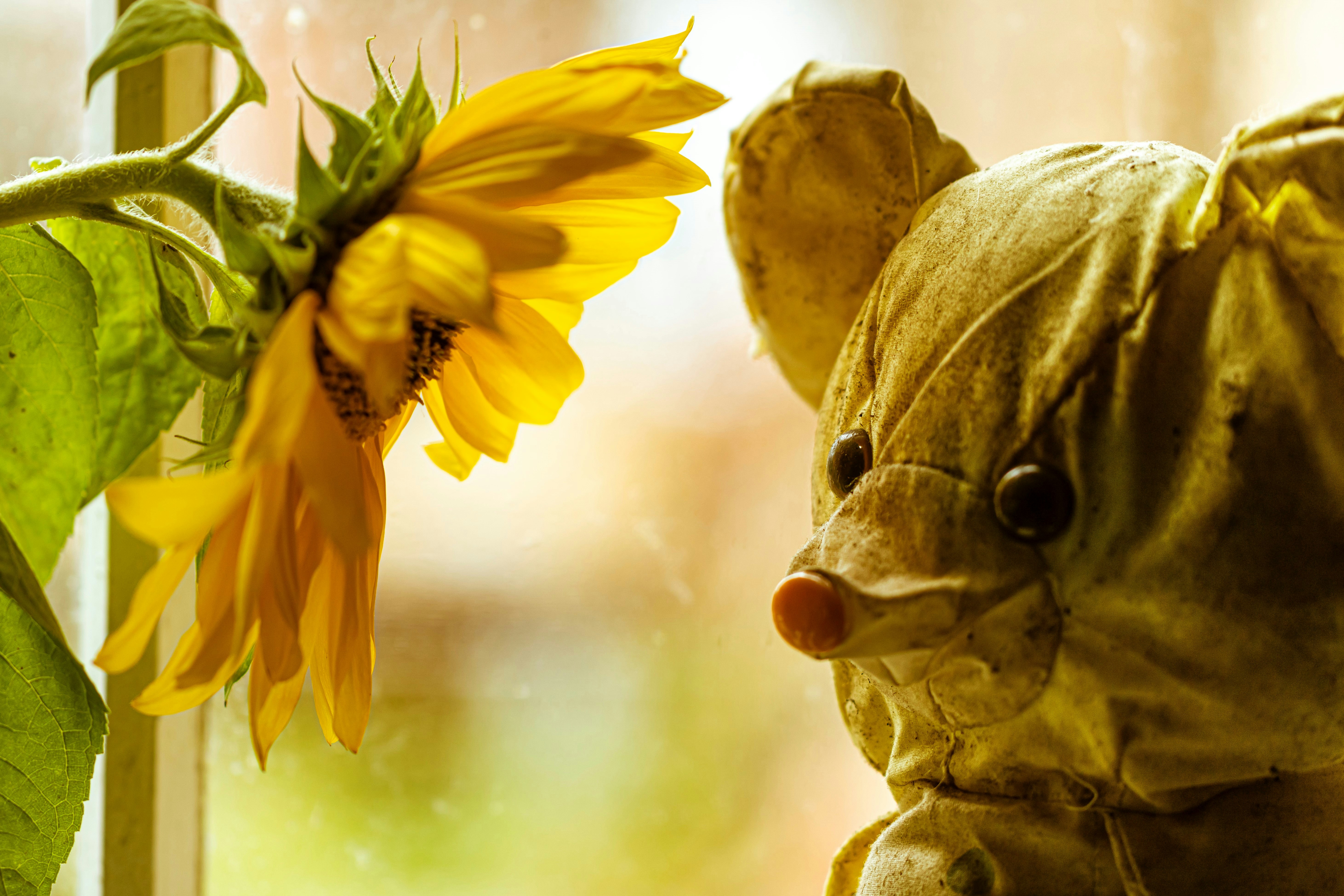 brown bear holding yellow flower