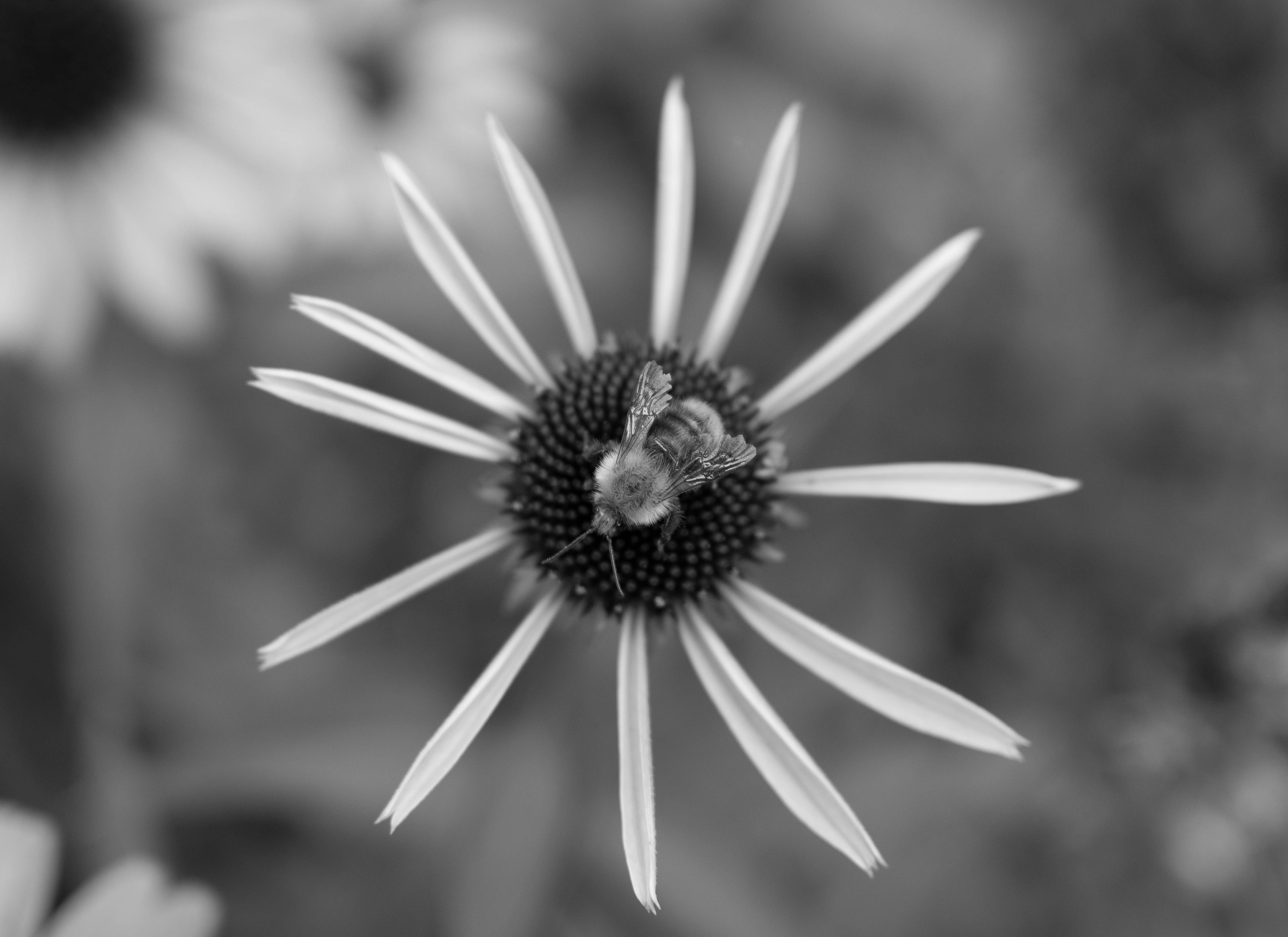 Foto Foto en escala de grises de una flor blanca – Imagen Gris gratis ...