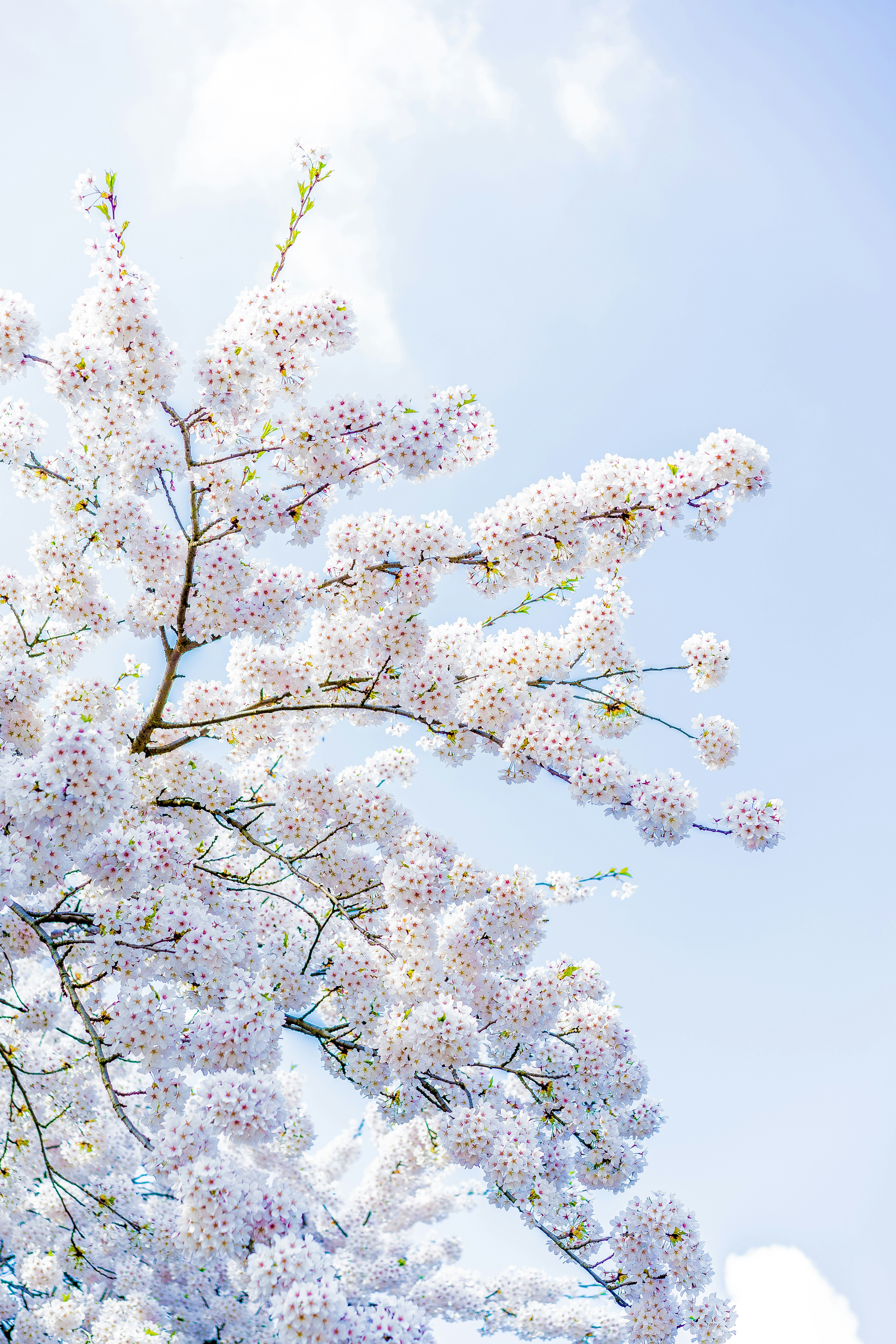 Spring | 100+ best free photos on Unsplash