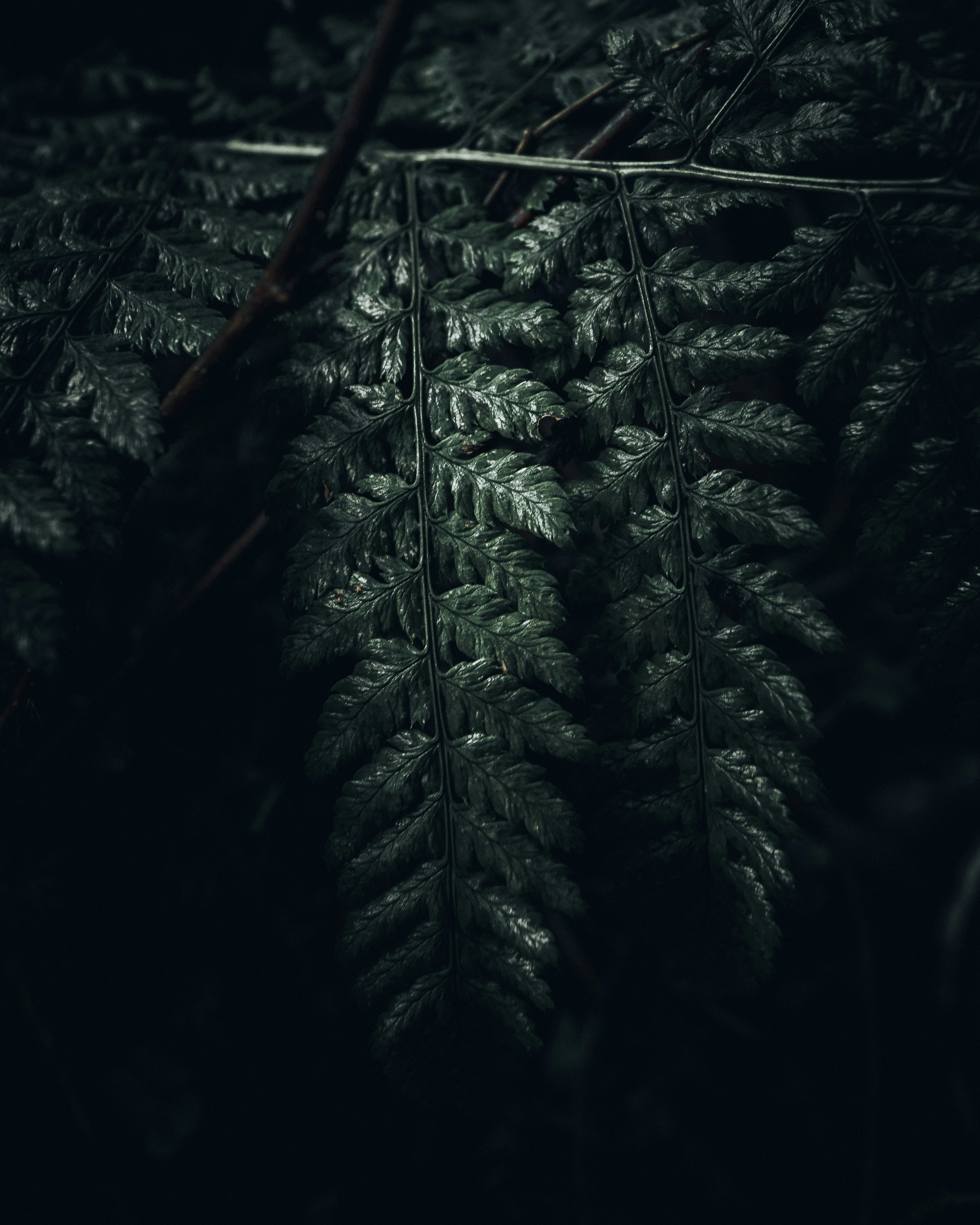 Intricate fern leaves basking in soft, diffused light against a dark backdrop, showcasing nature's delicate textures.