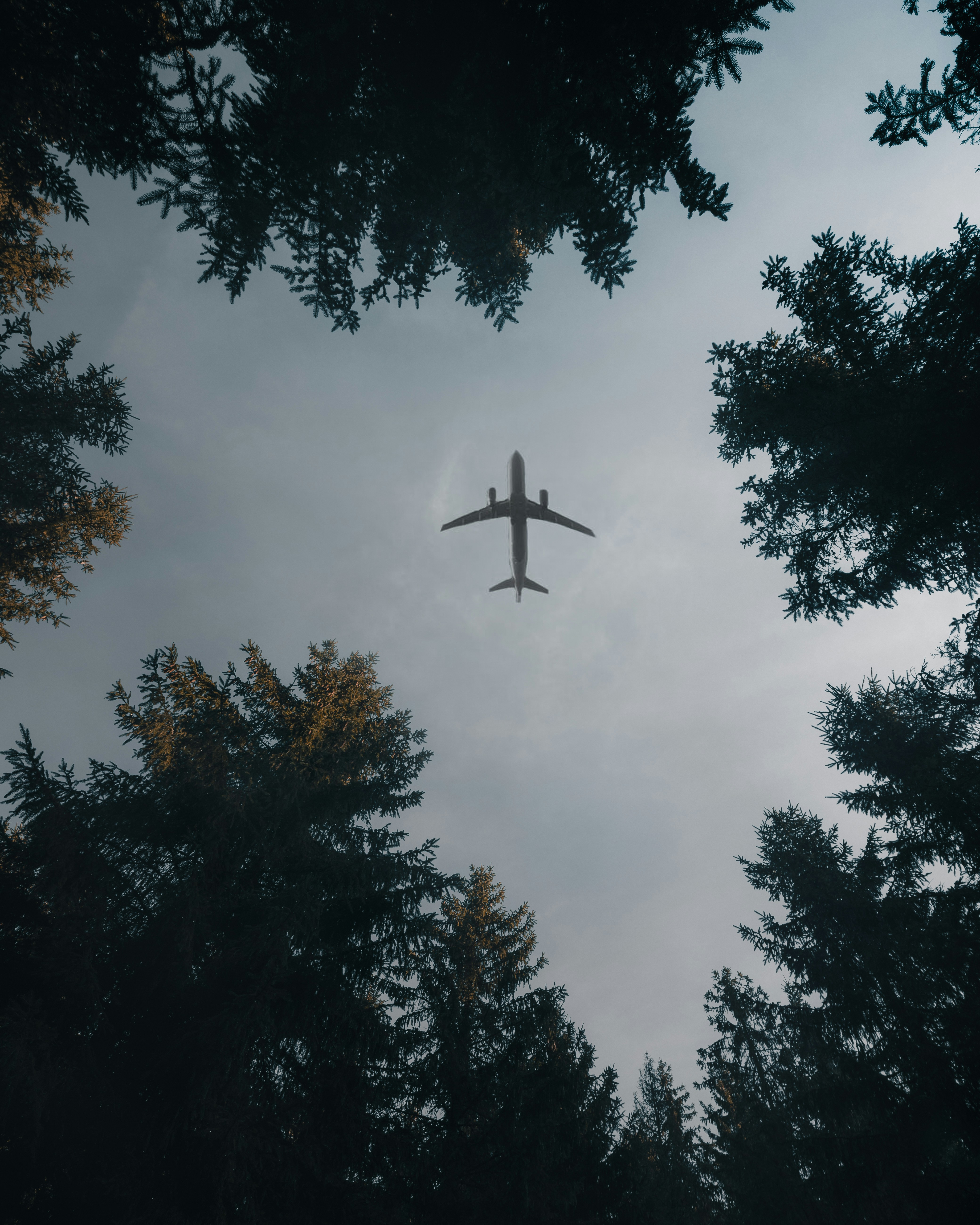 Plane Tree Pictures | Download Free Images on Unsplash