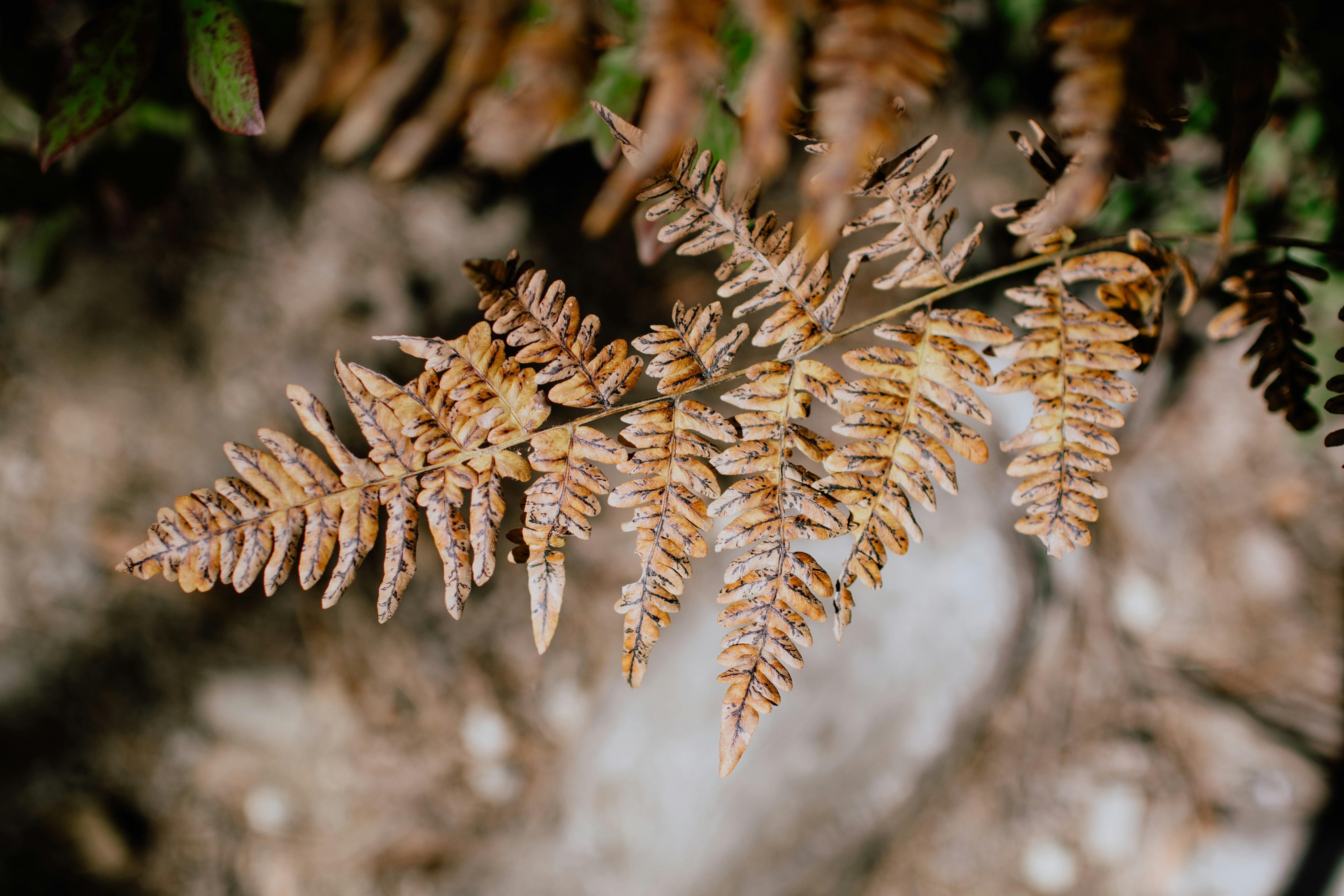 Autumn Threads: A Close-Up of Dried Fern Fronds Against a Rugged Stone