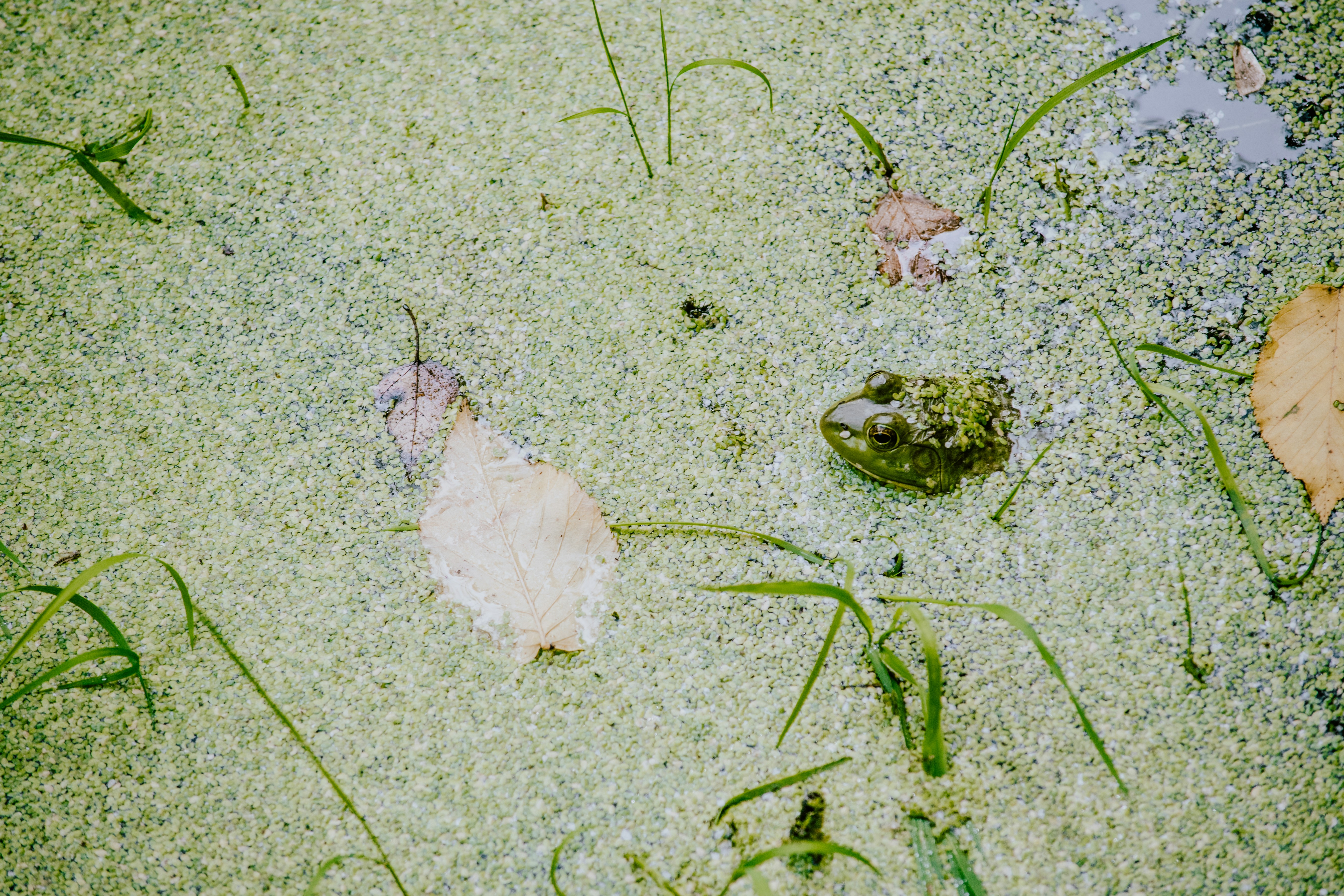 A frog partially submerged in a green pond, surrounded by leaves and aquatic vegetation.