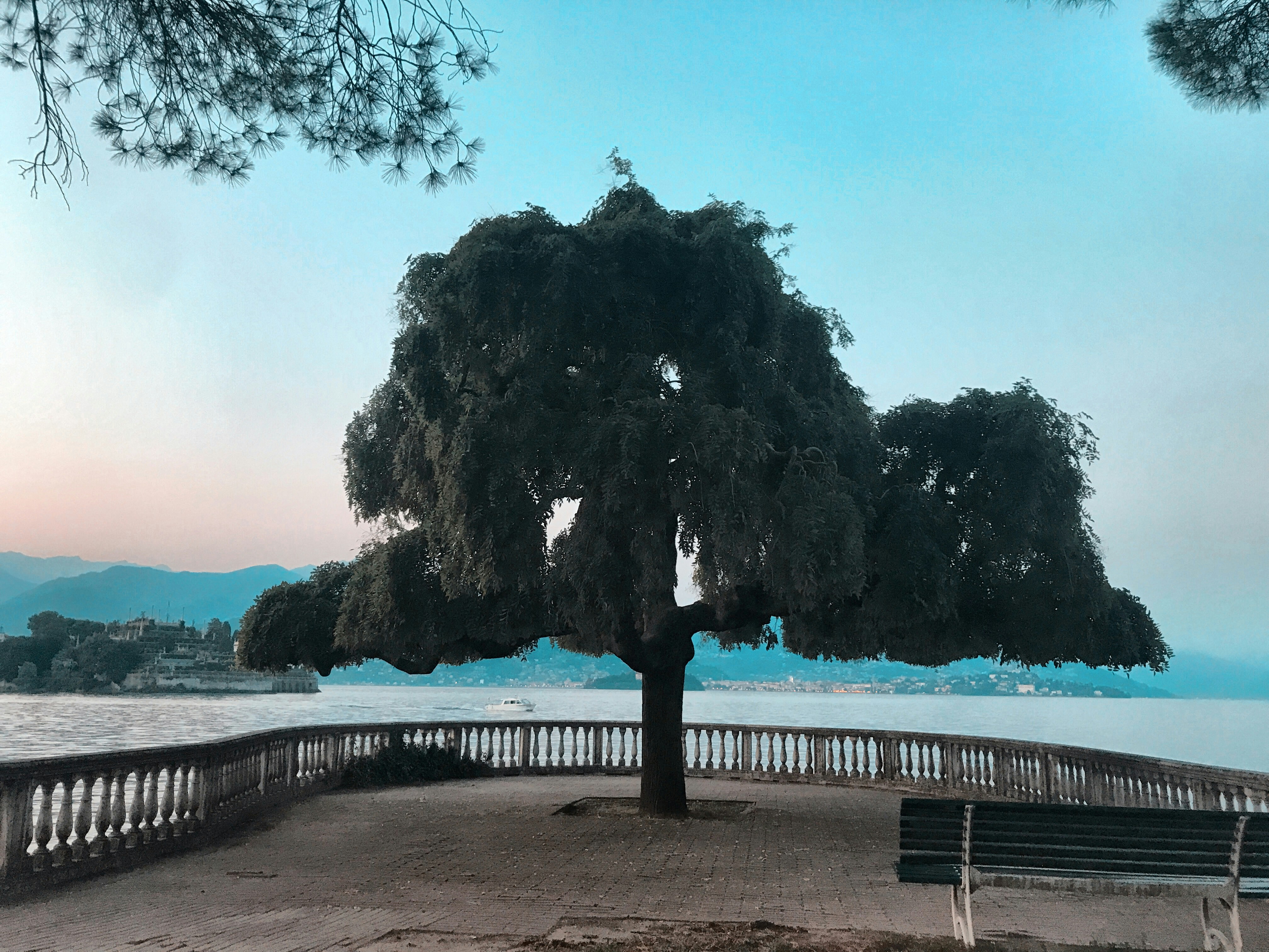 Green tree near sea during daytime photo – Free Plant Image on Unsplash