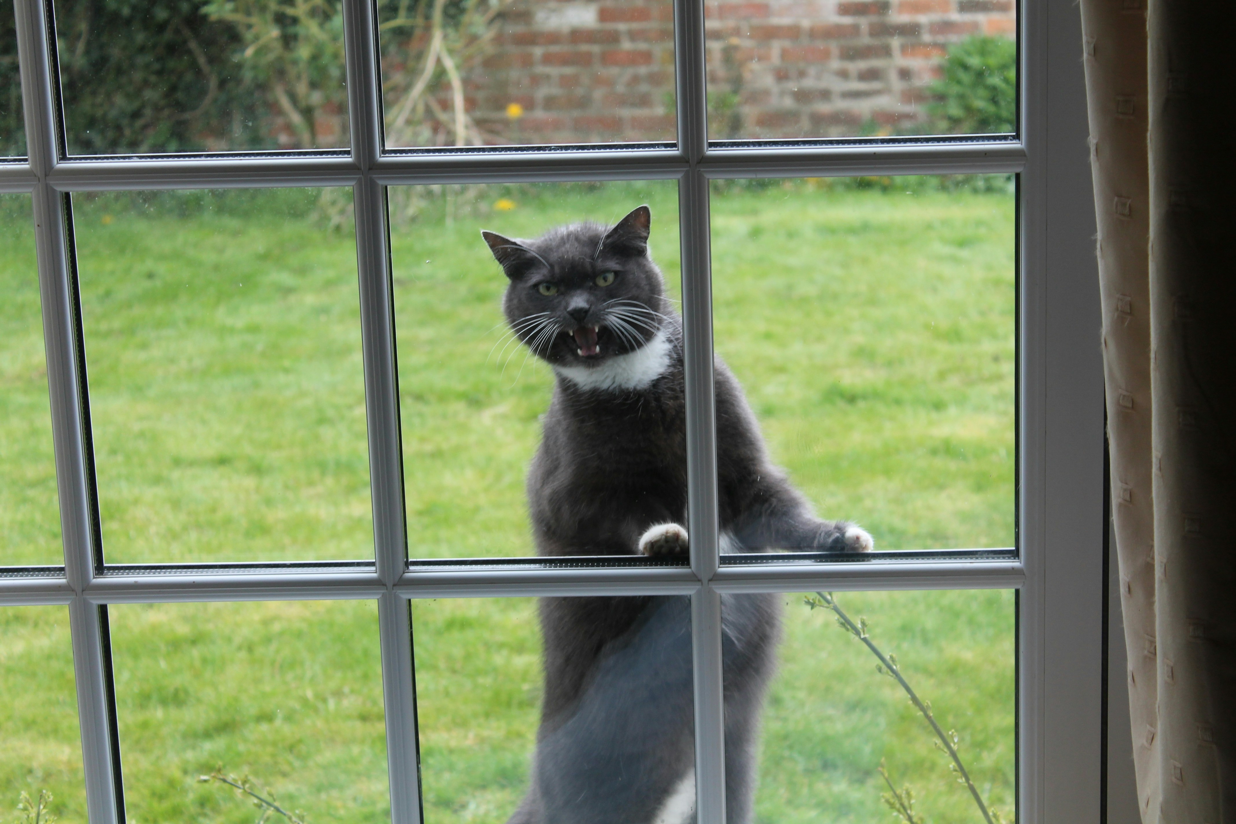 Black cat on green grass field photo – Free Markham moor Image on Unsplash