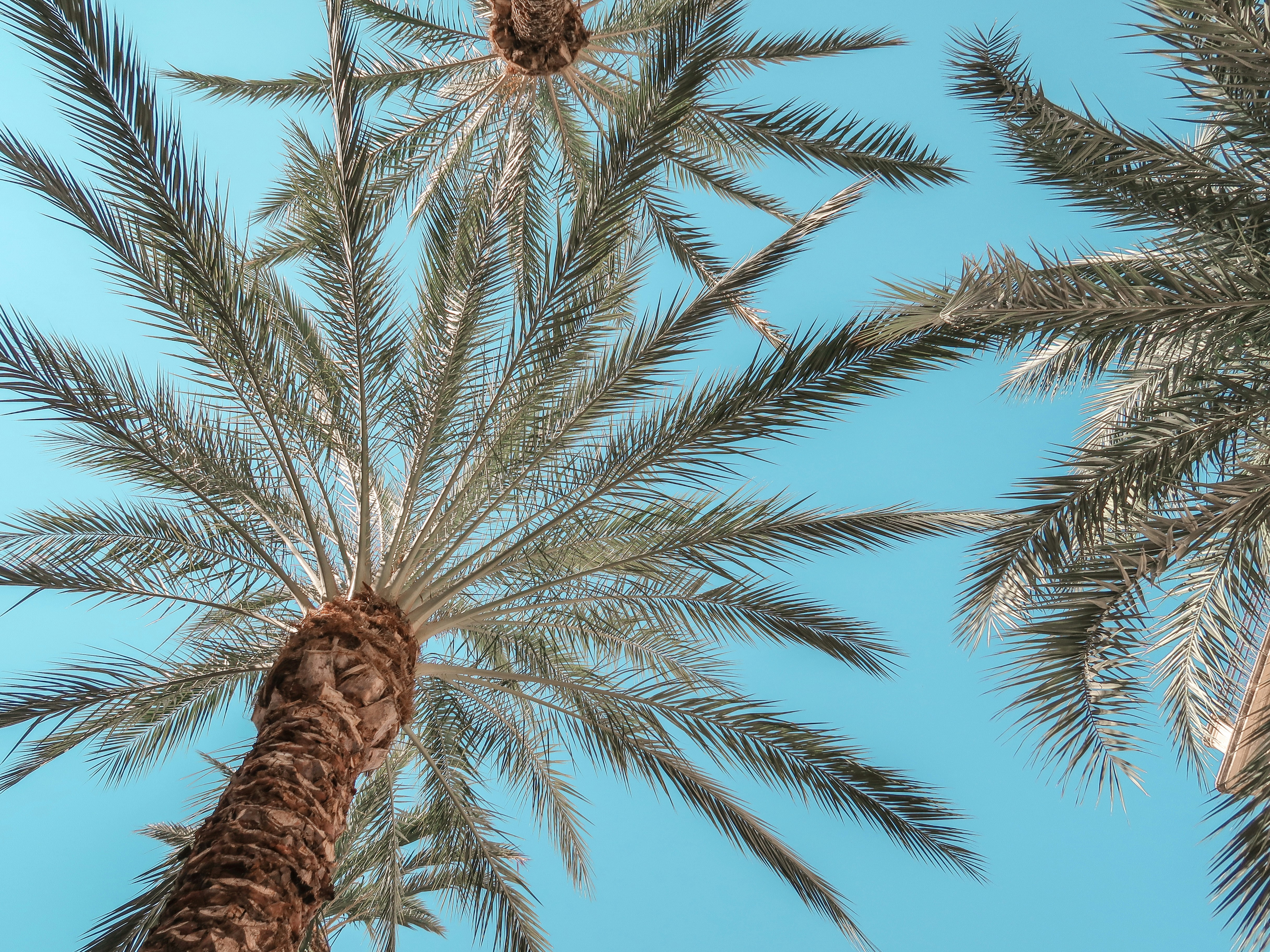 Palme Pictures | Download Free Images on Unsplash